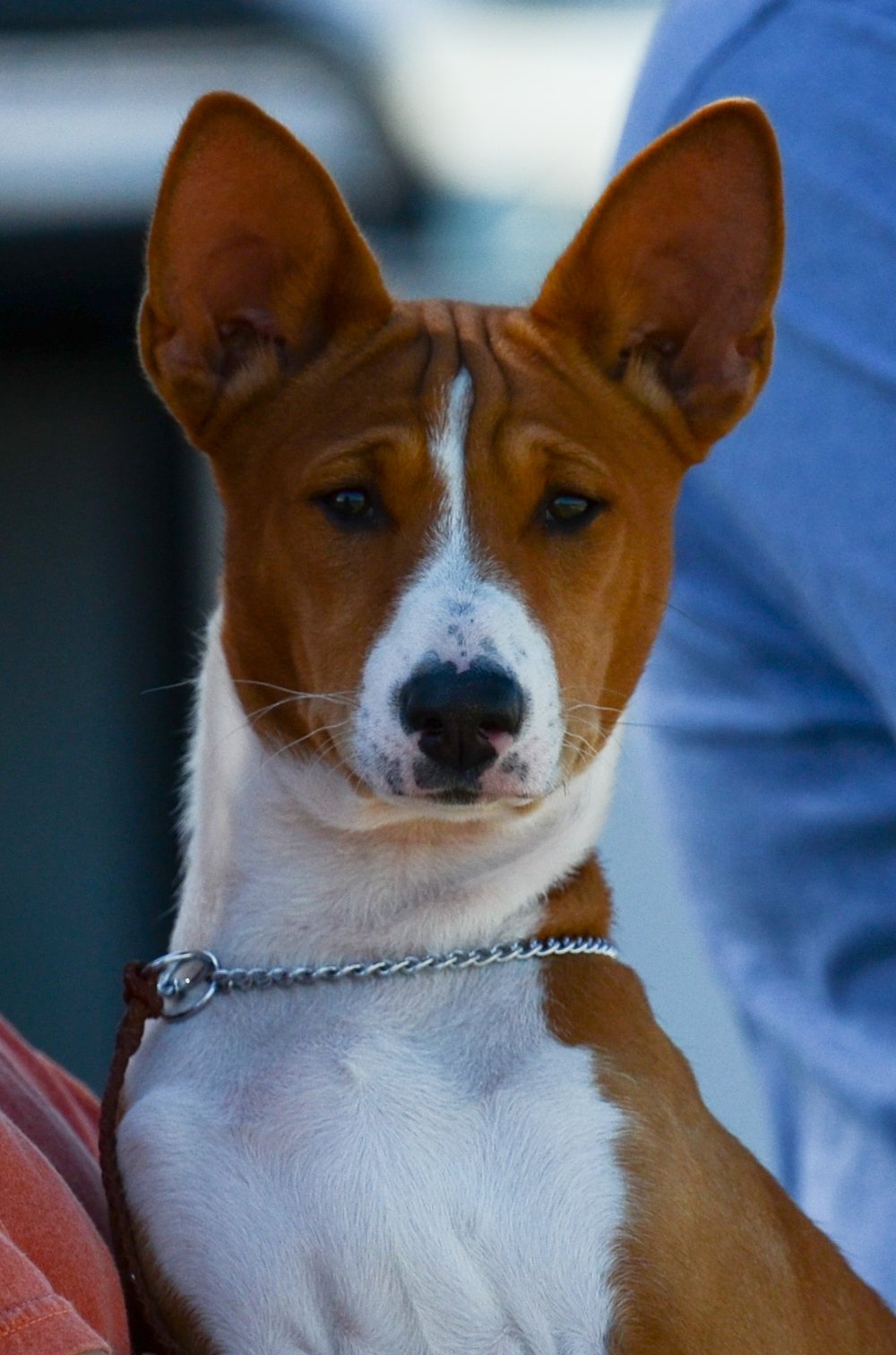 What Now? — Basenji Club of Northern California