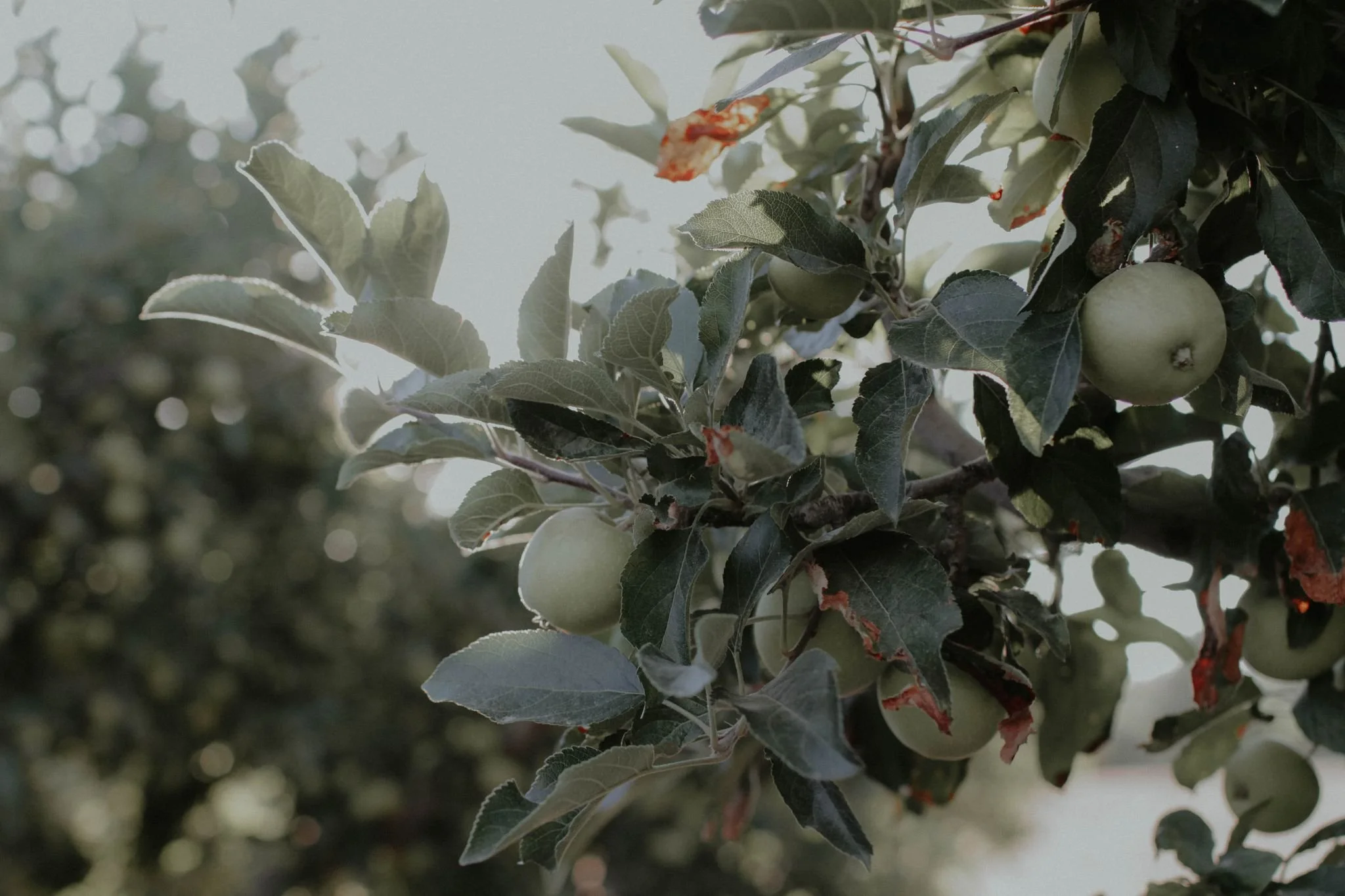 Apple Season — Los Rios Rancho