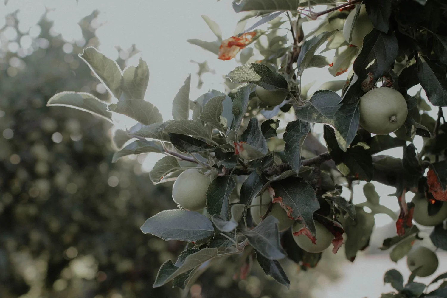 Apple Season — Los Rios Rancho