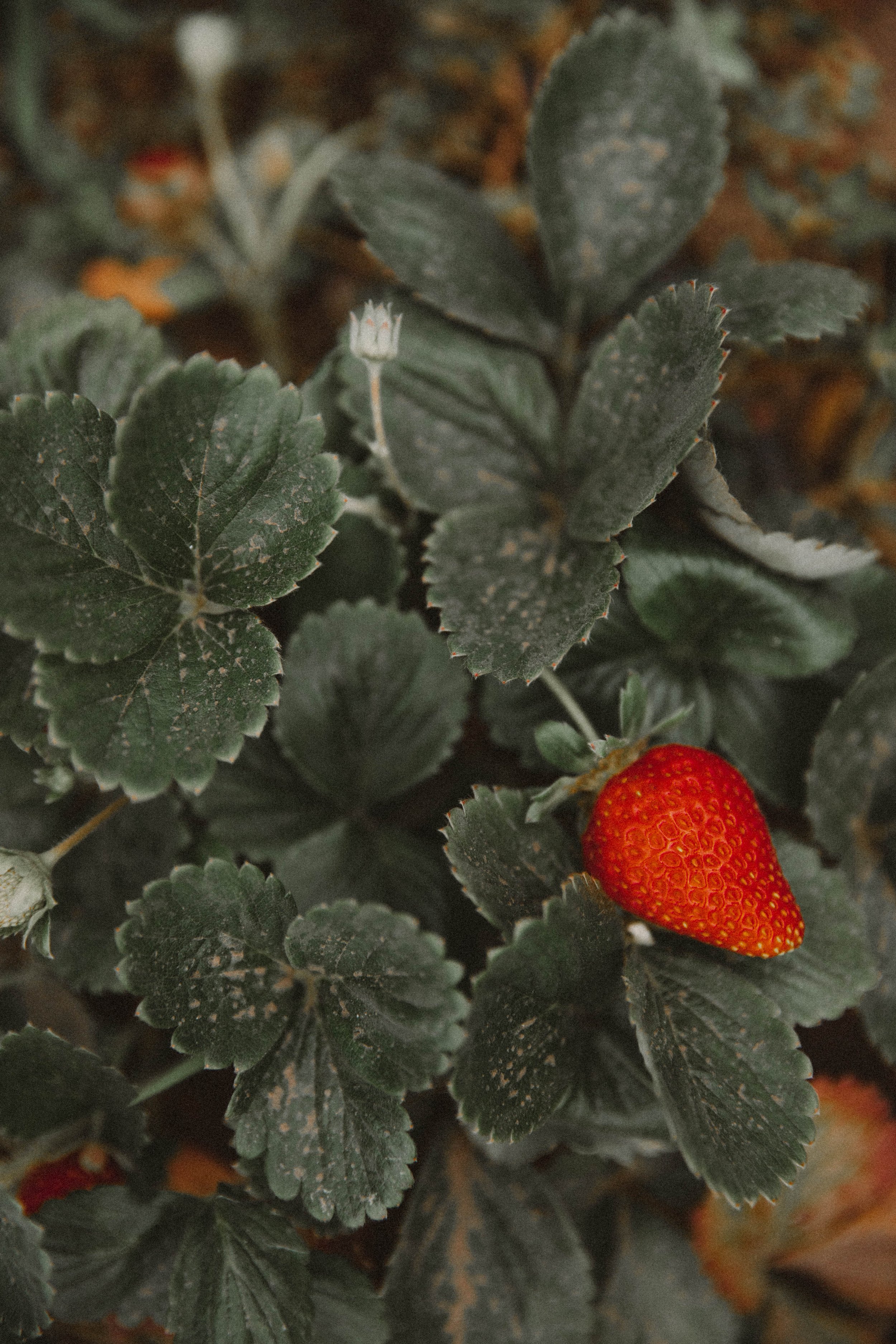 Produce — Los Rios Rancho