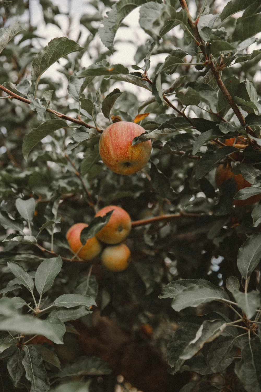 Apple Season: Things to Know — Los Rios Rancho