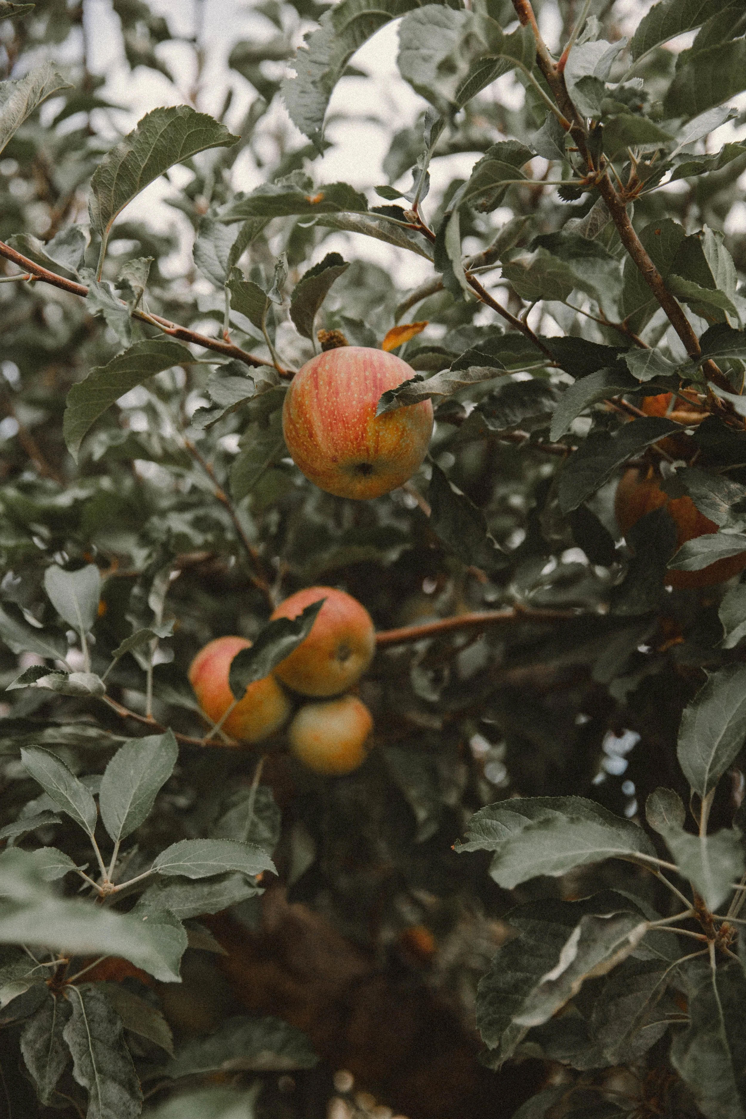 Apple Season: Things to Know — Los Rios Rancho