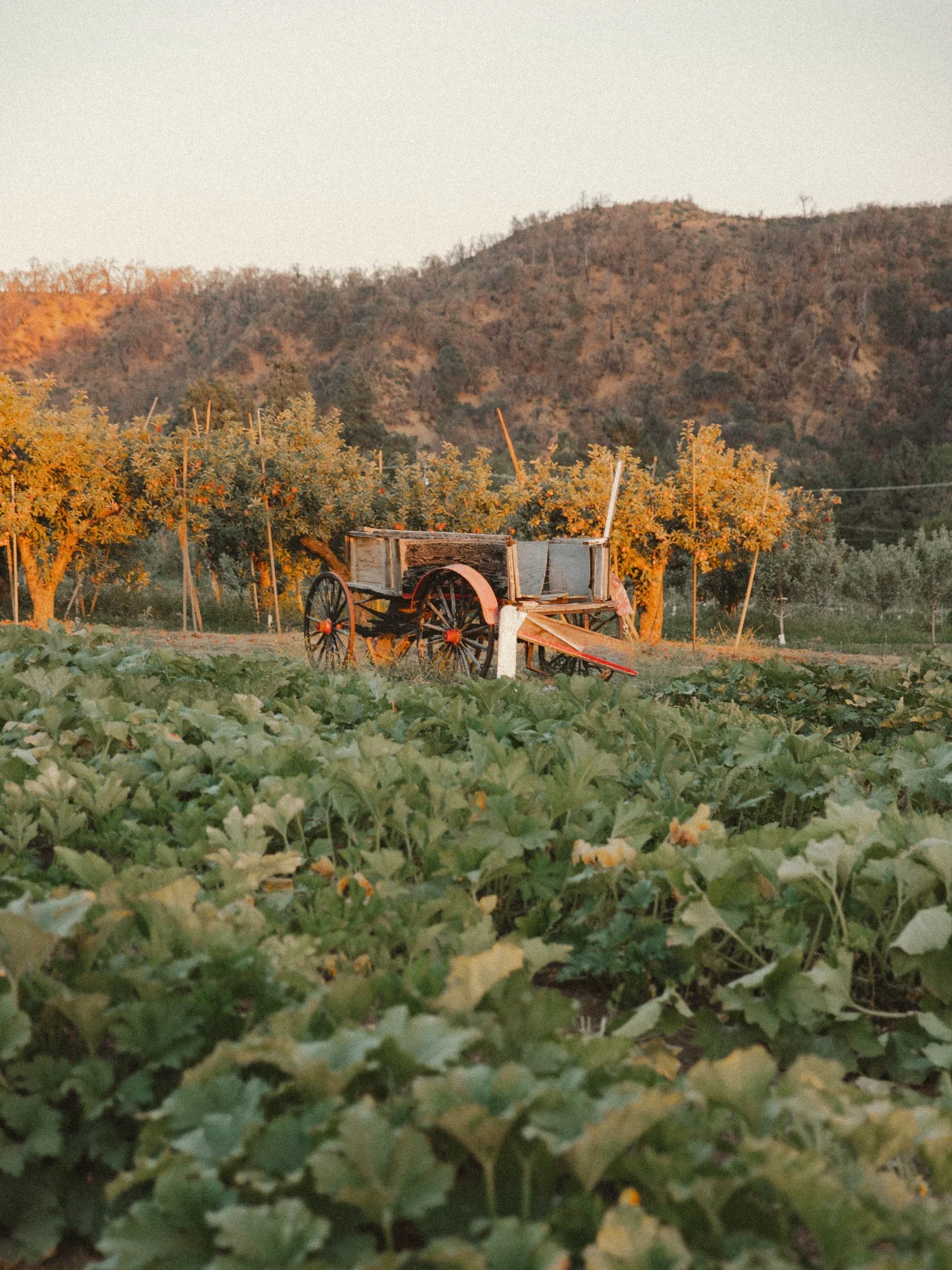 Apple Season — Los Rios Rancho