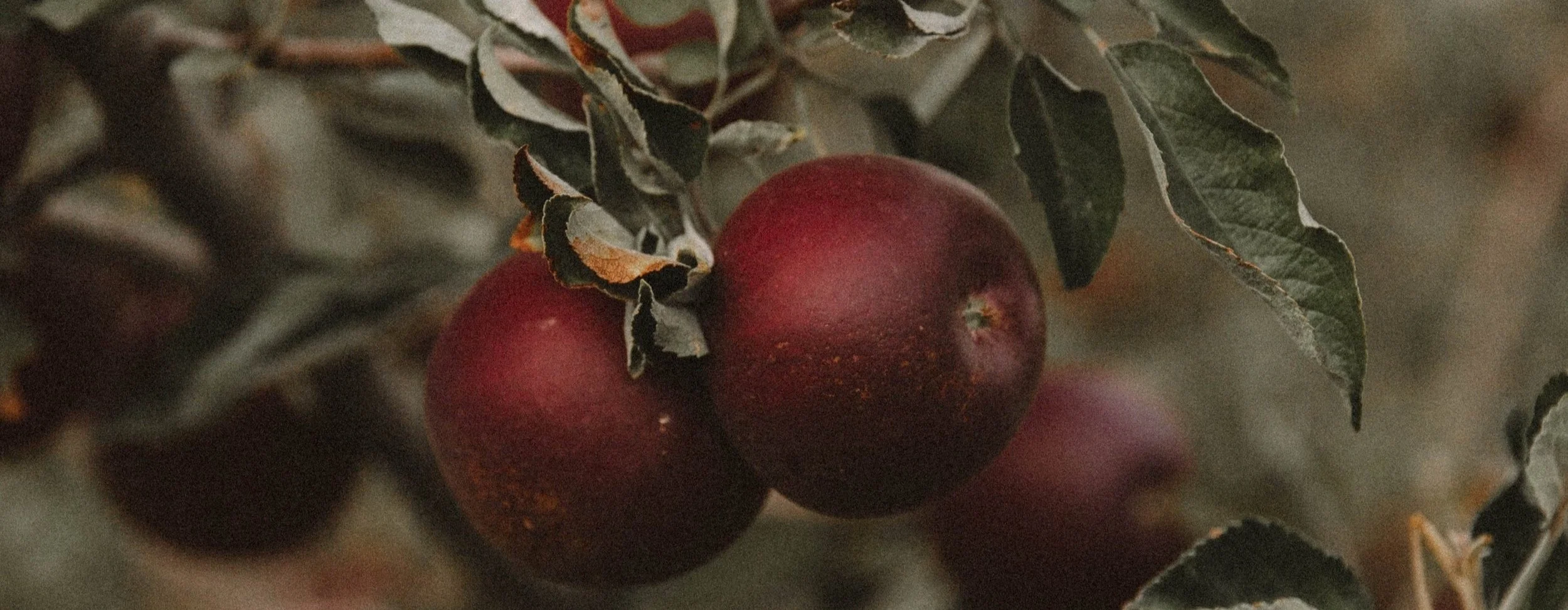 Apple Season — Los Rios Rancho