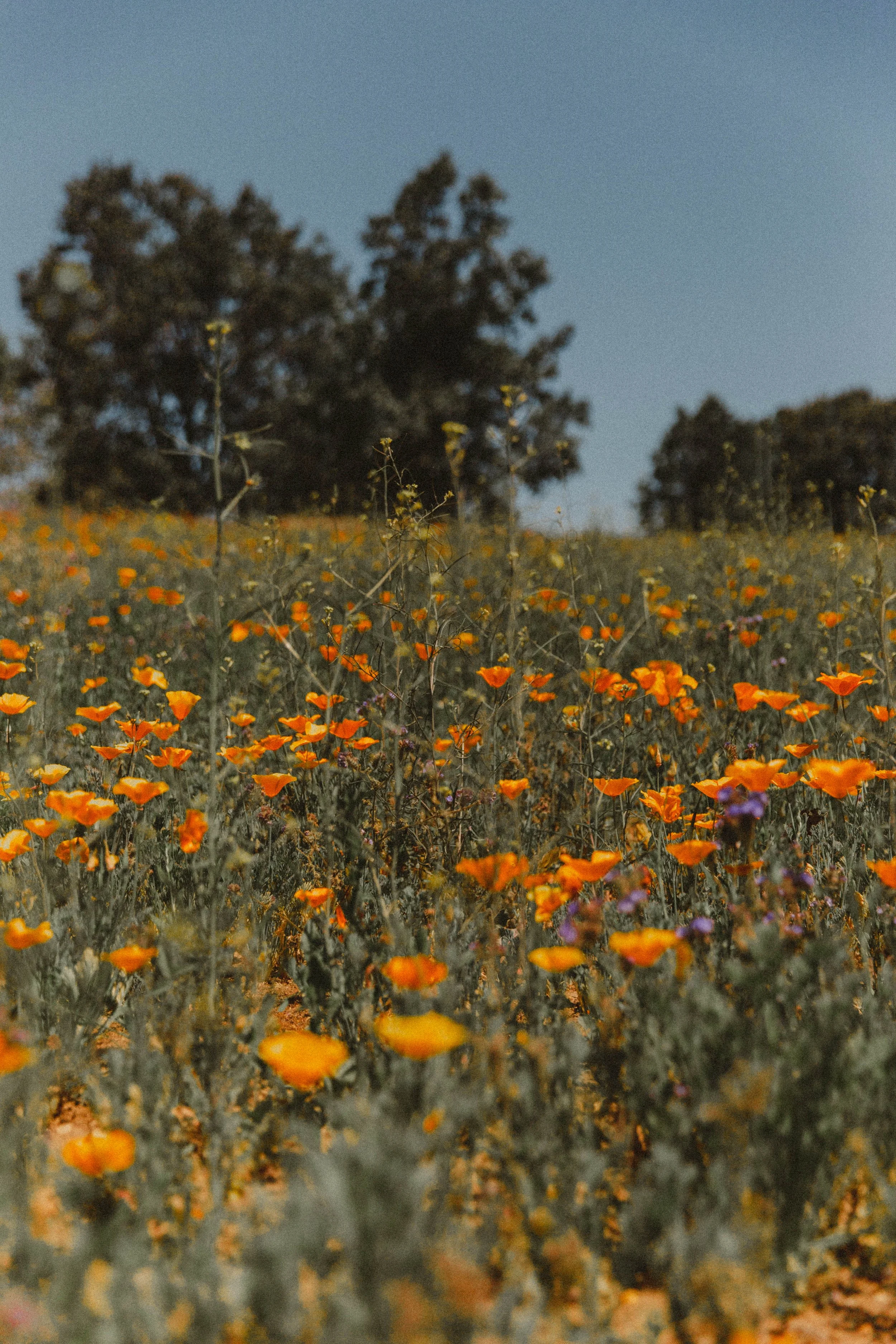 Happening Now — Los Rios Rancho