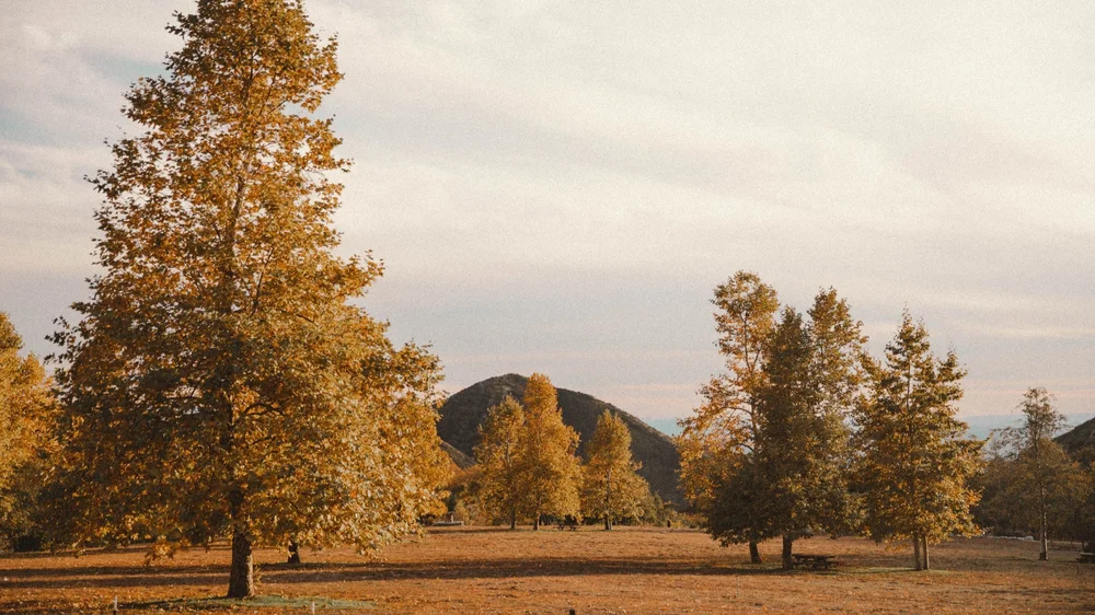 Apple Season — Los Rios Rancho