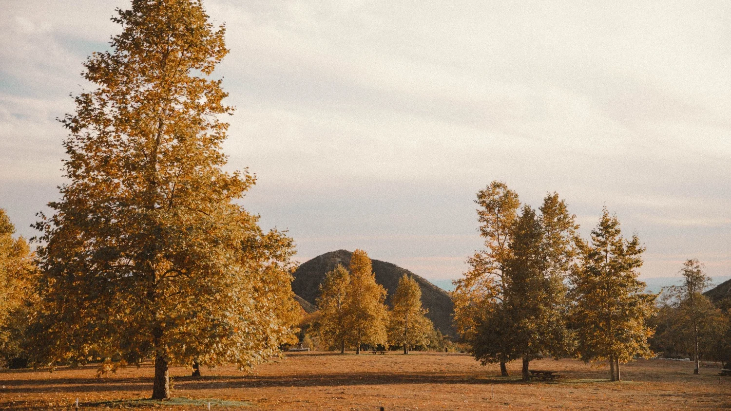 Apple Season — Los Rios Rancho