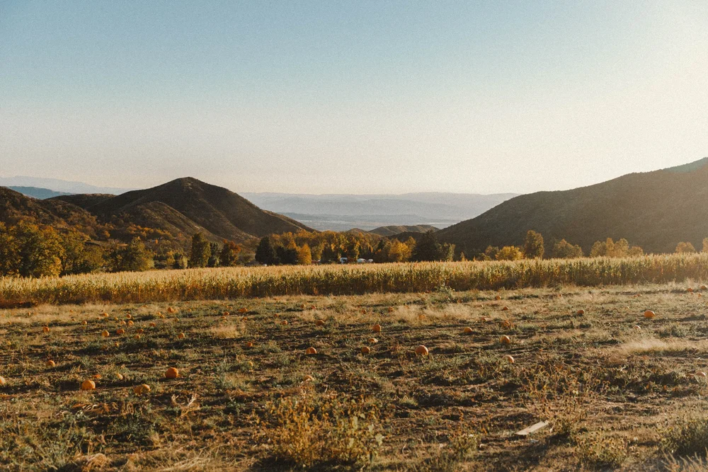 Produce — Los Rios Rancho