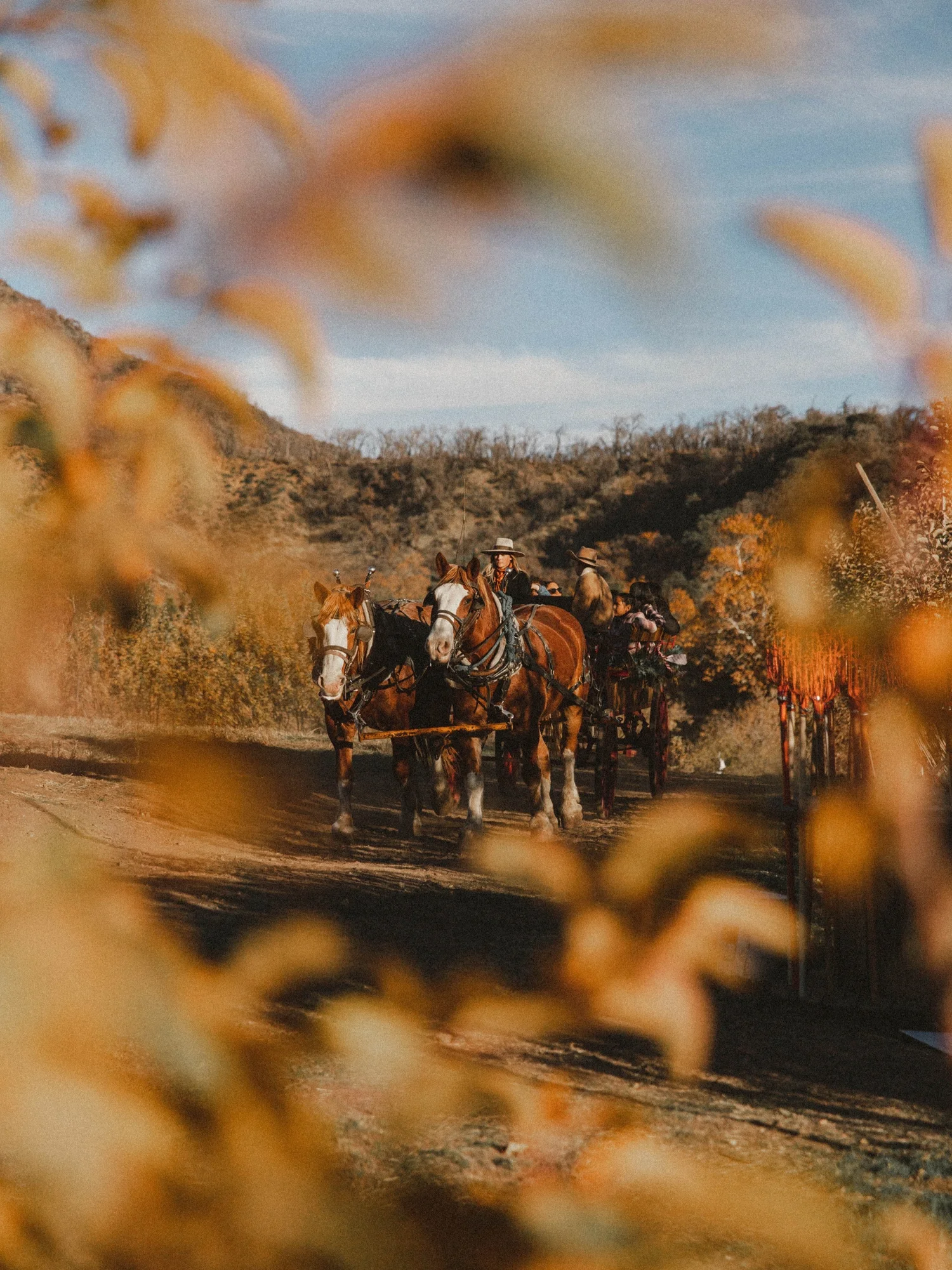 Apple Season — Los Rios Rancho
