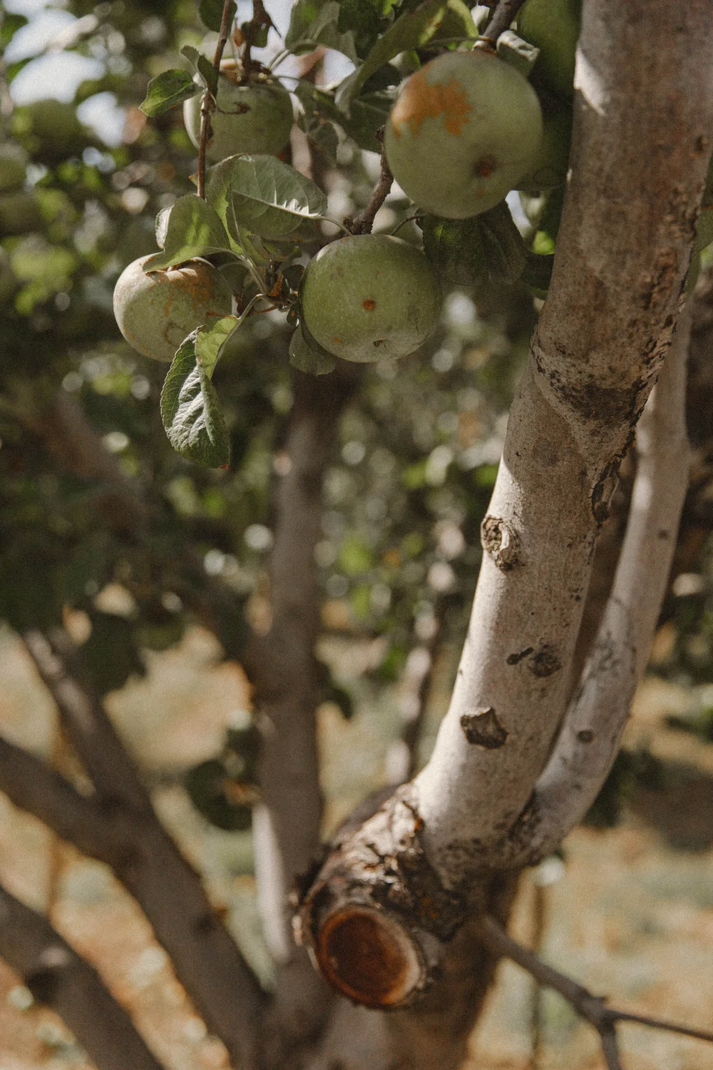 Farm School Tours — Los Rios Rancho