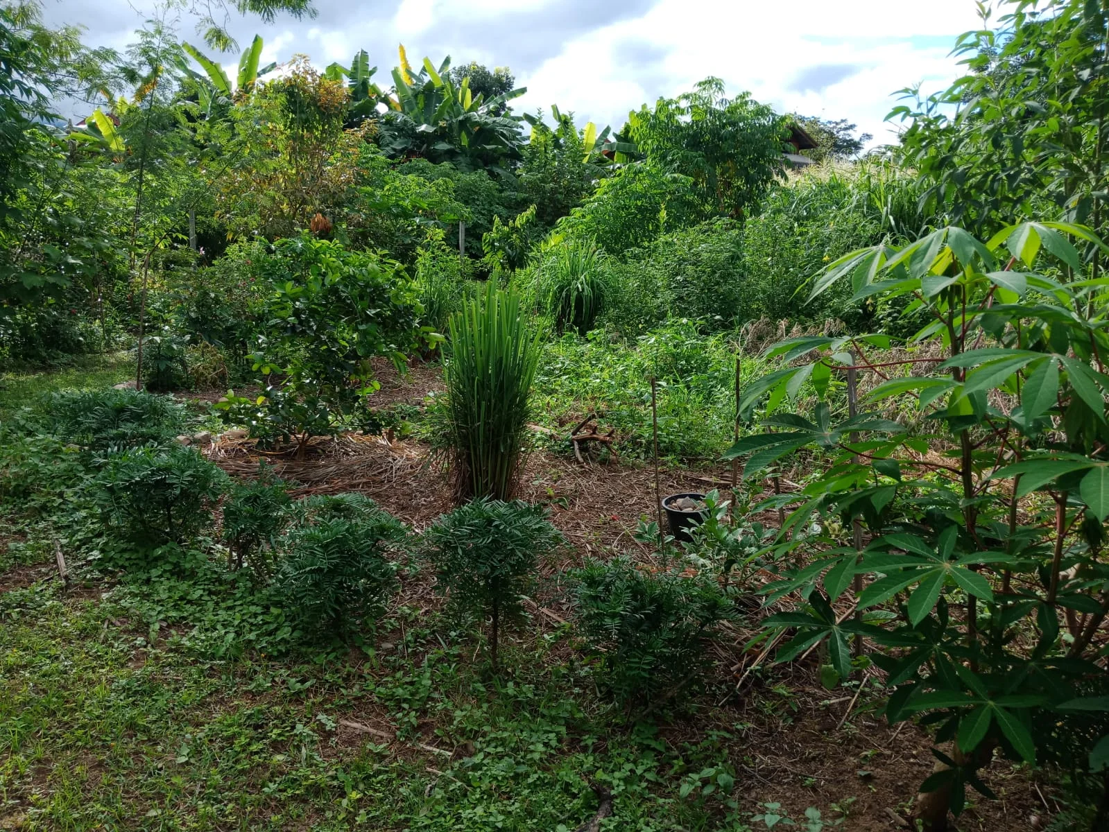 Food Forest Glory — Shekina