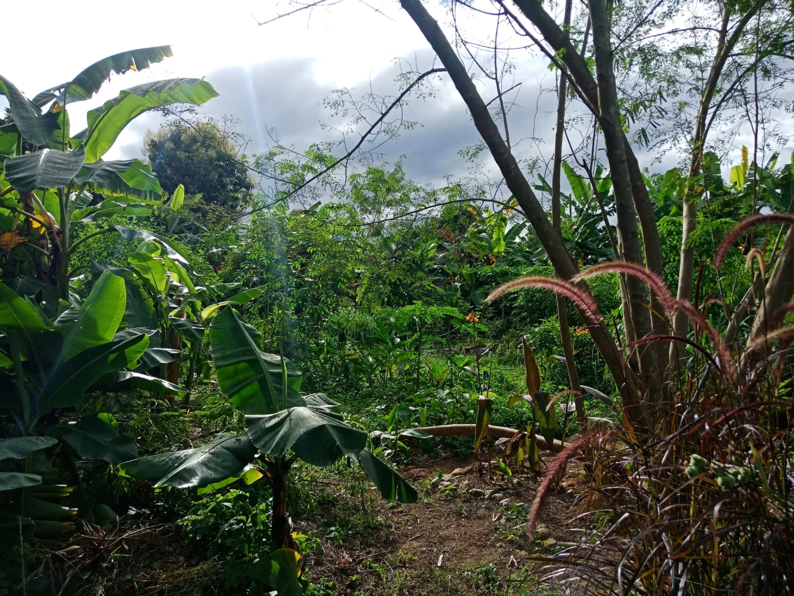 Food Forest Glory — Shekina