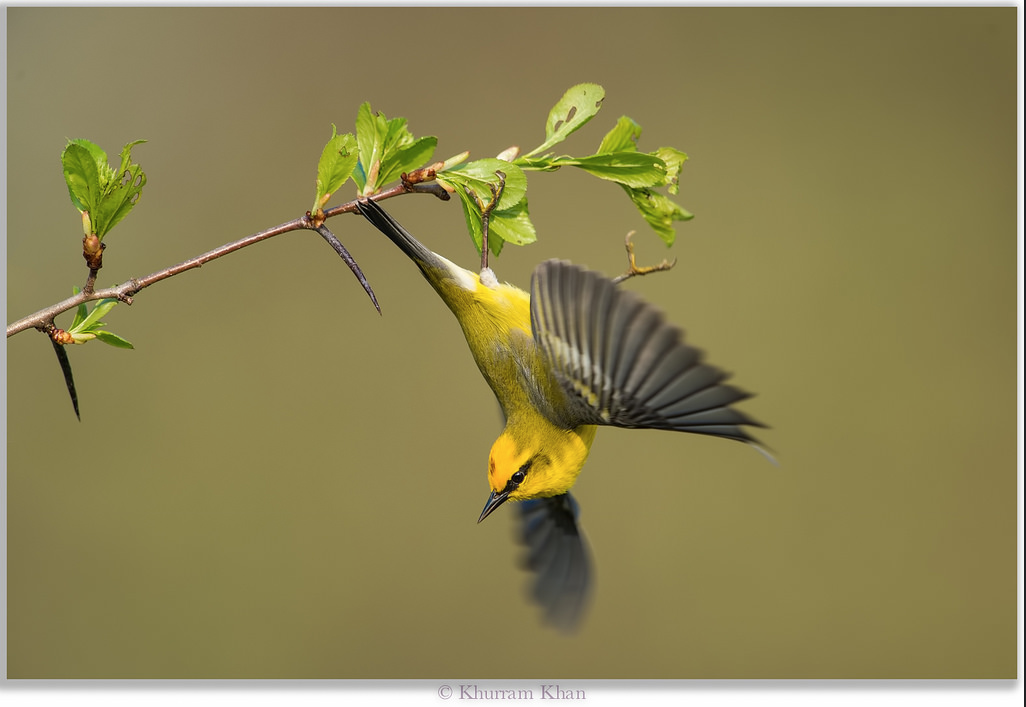 Northern Ohio Songbirds — Studebaker Studios