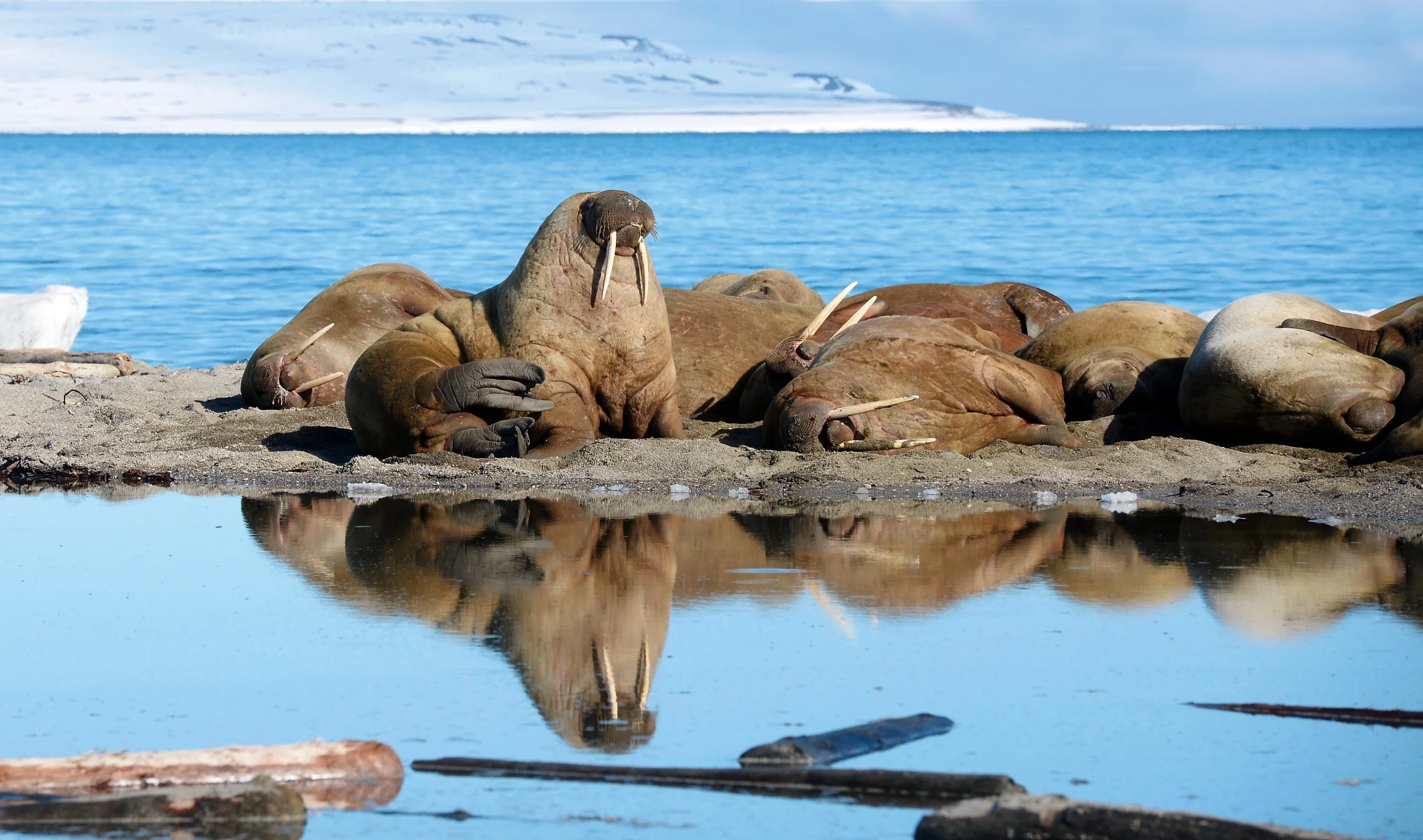 Svalbard - Arctic Adventure — Studebaker Tours