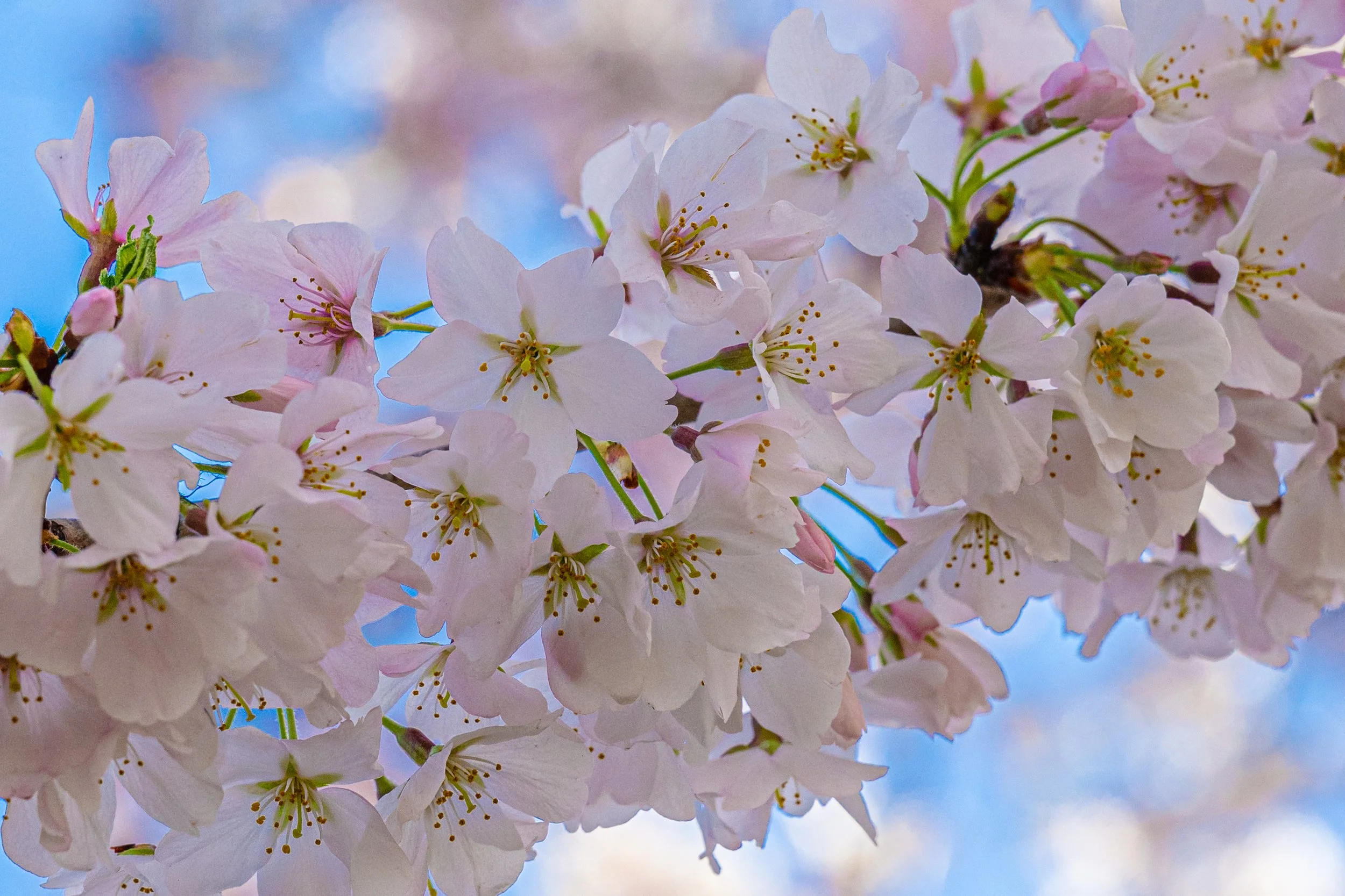 Blog for Commercial, Events and Fine-Art Photographer Adam Jacobs ...
