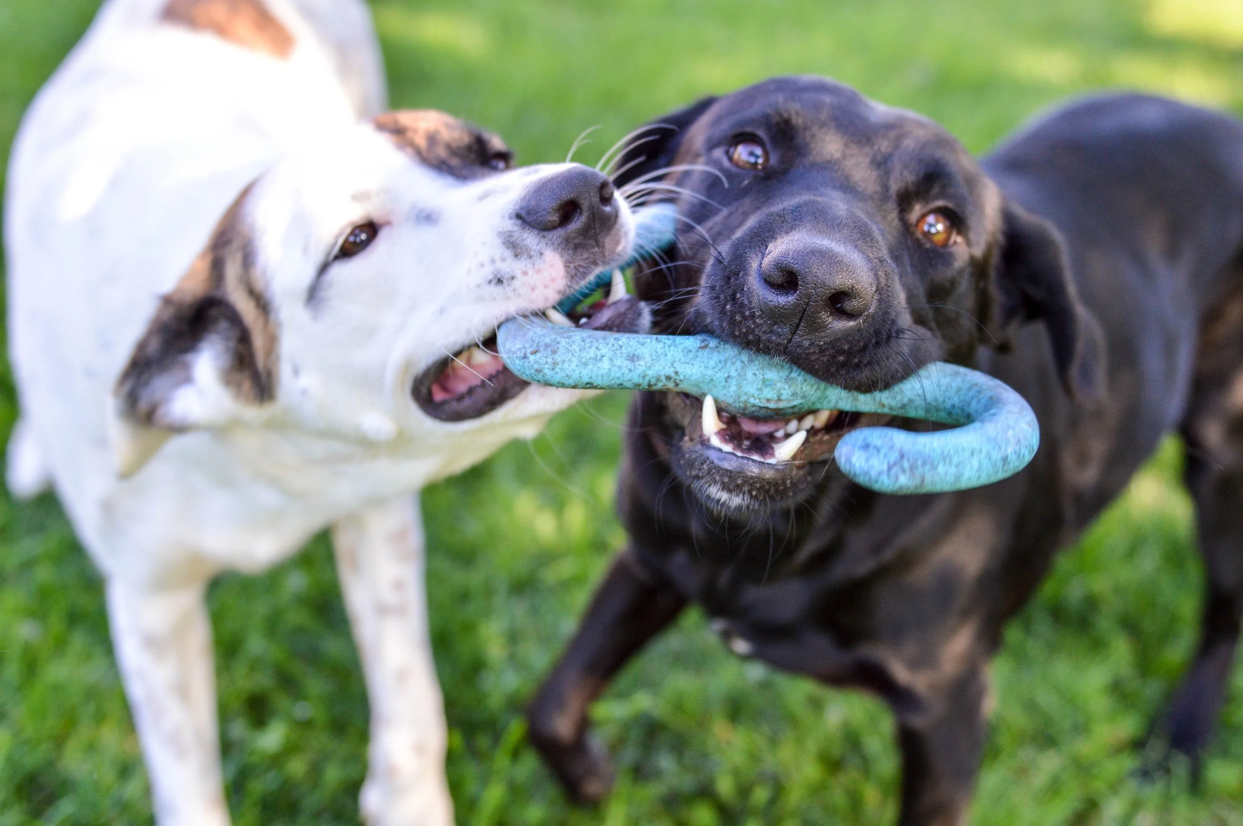 Portland Dog Trainer