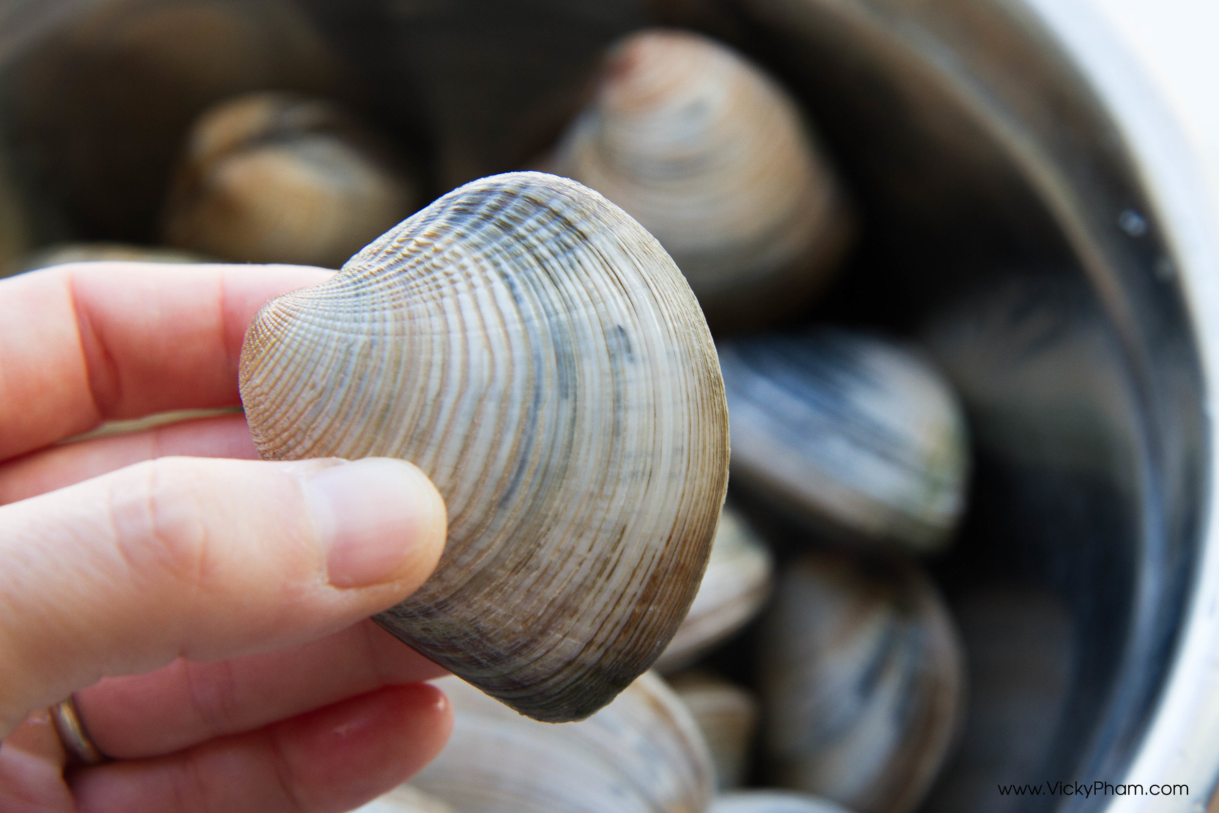 Stir-Fried Clams in Black Bean Sauce (Oc Xao Gung Dau Den) — Vicky Pham