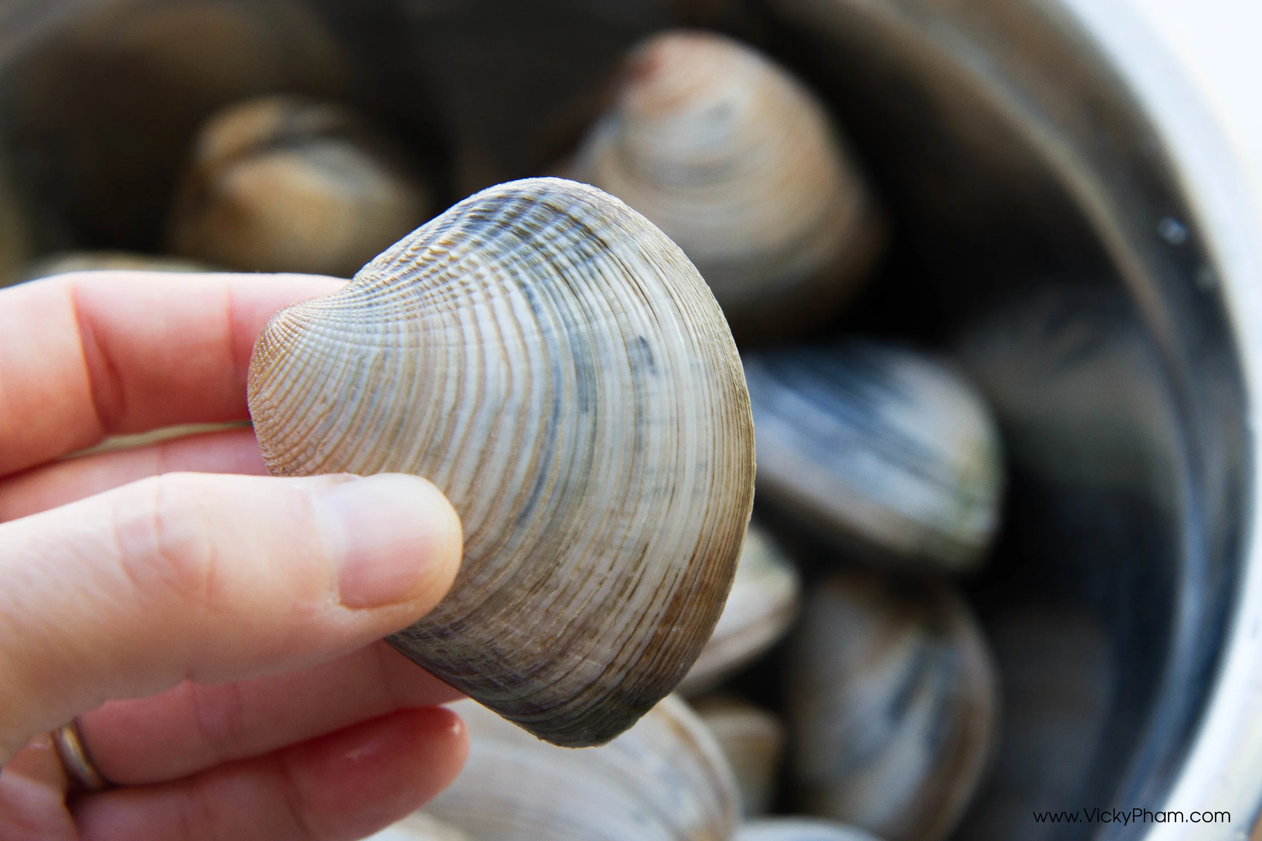 Stir-Fried Clams in Black Bean Sauce (Oc Xao Gung Dau Den) — Vicky Pham