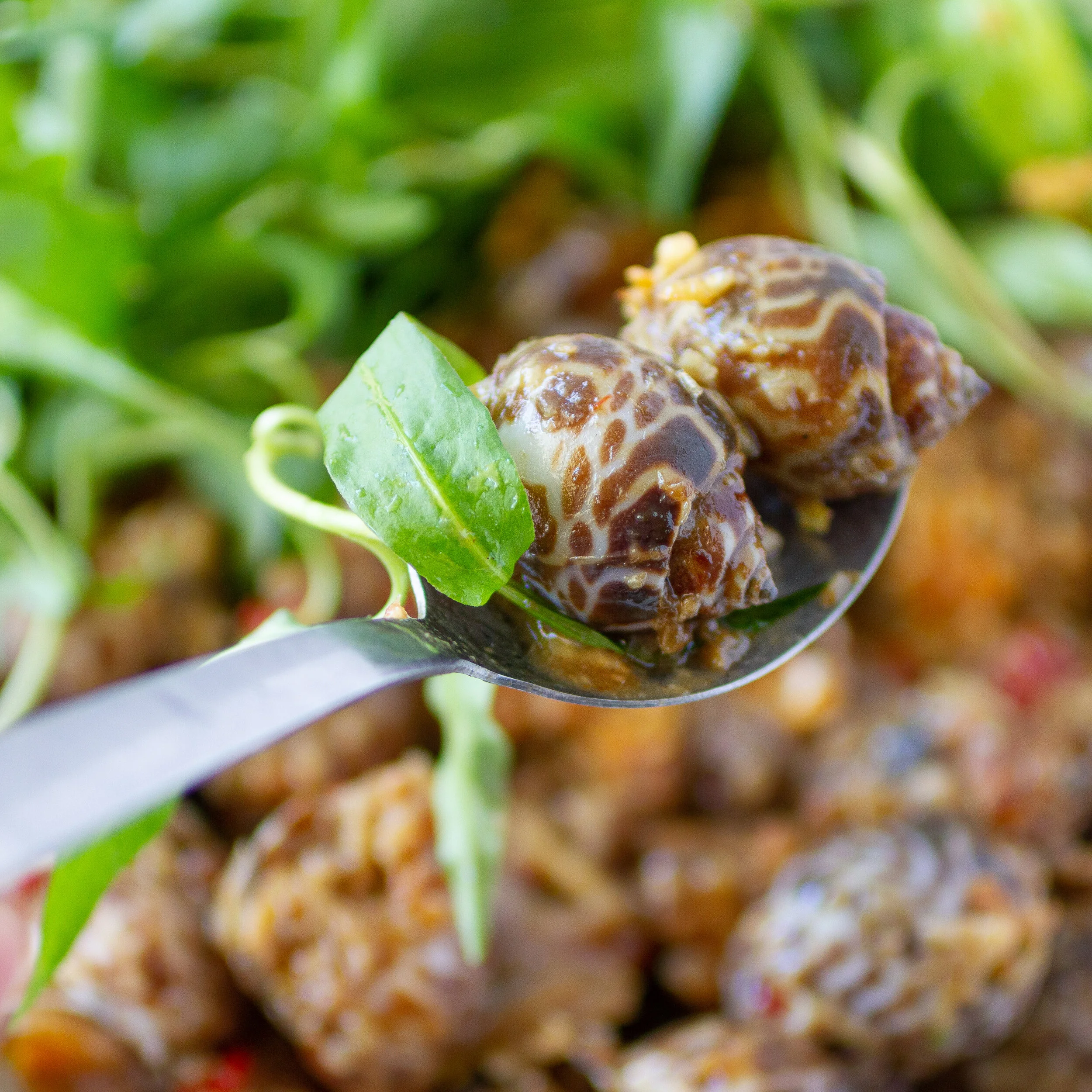 Periwinkle Snail Recipe