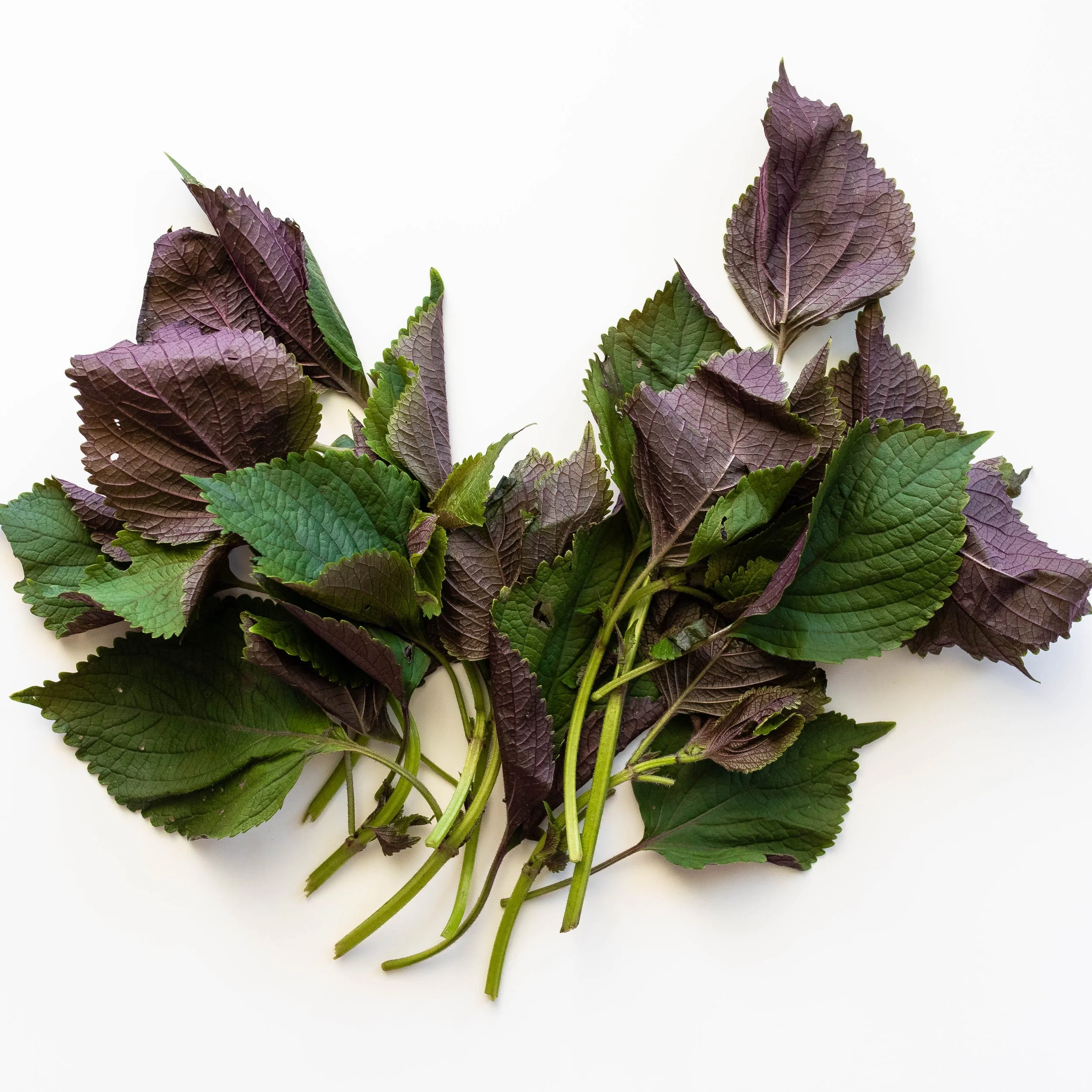 A Guide to the Most Common Herbs in Vietnamese Cuisine — Vicky Pham