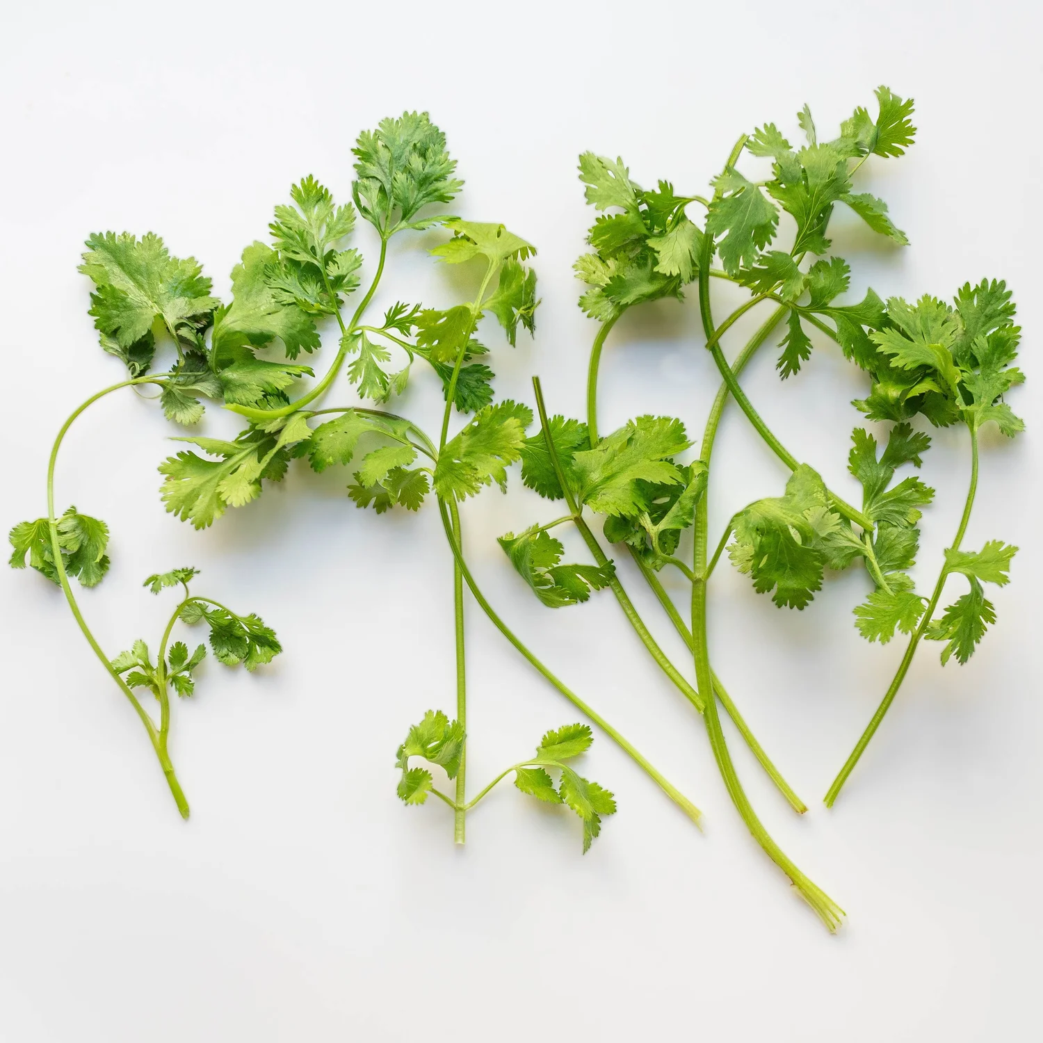 A Guide To The Most Common Herbs In Vietnamese Cuisine — Vicky Pham 6336