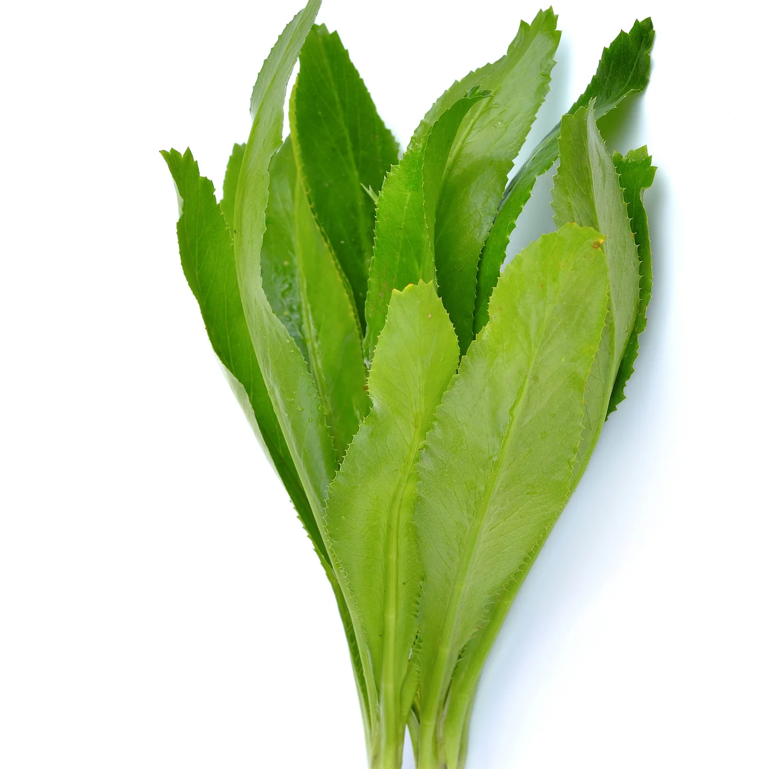 A Guide to the Most Common Herbs in Vietnamese Cuisine — Vicky Pham