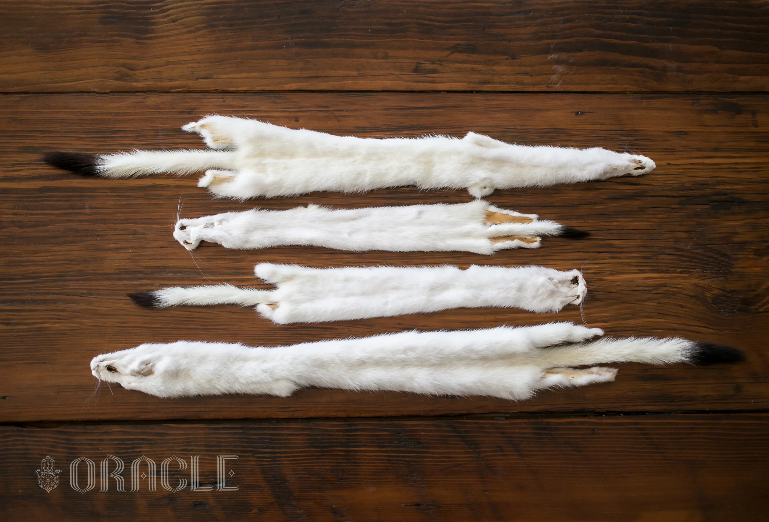 Shop — Oracle Kansas City Taxidermy, Skulls & Natural Science