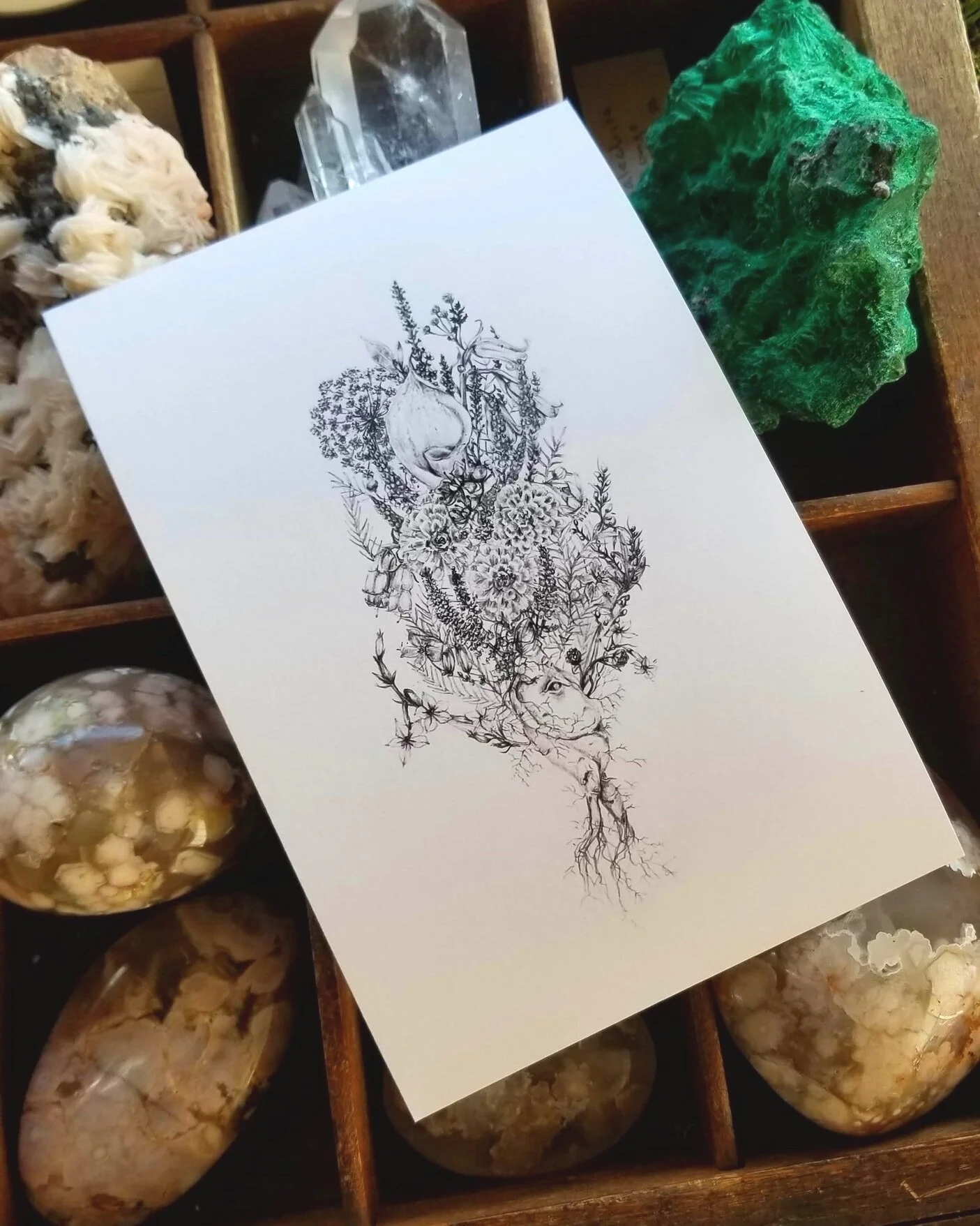 Oracle Natural Science — Oracle Kansas City Taxidermy, Skulls & Natural ...