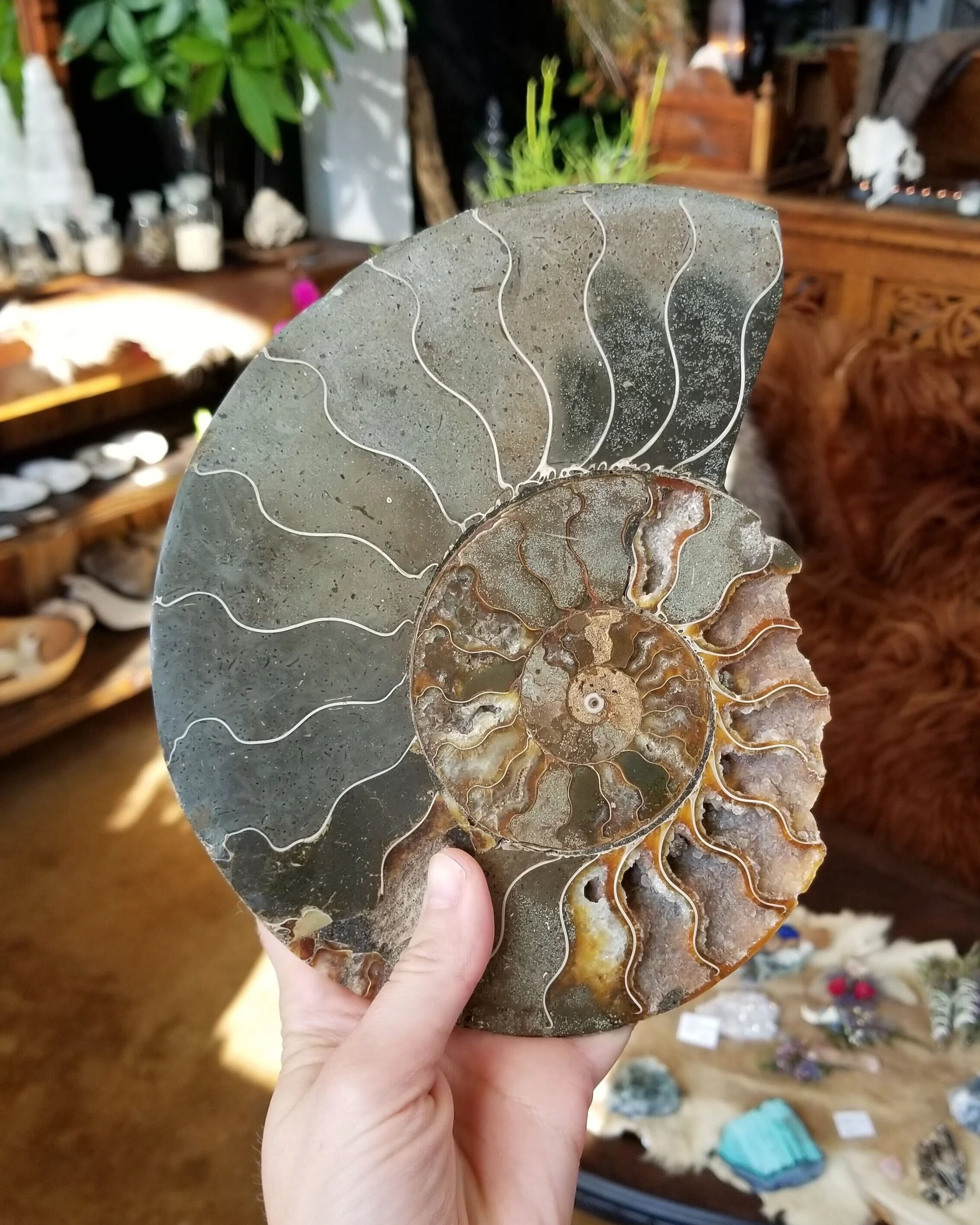 Oracle Natural Science — Oracle Kansas City Taxidermy, Skulls & Natural ...