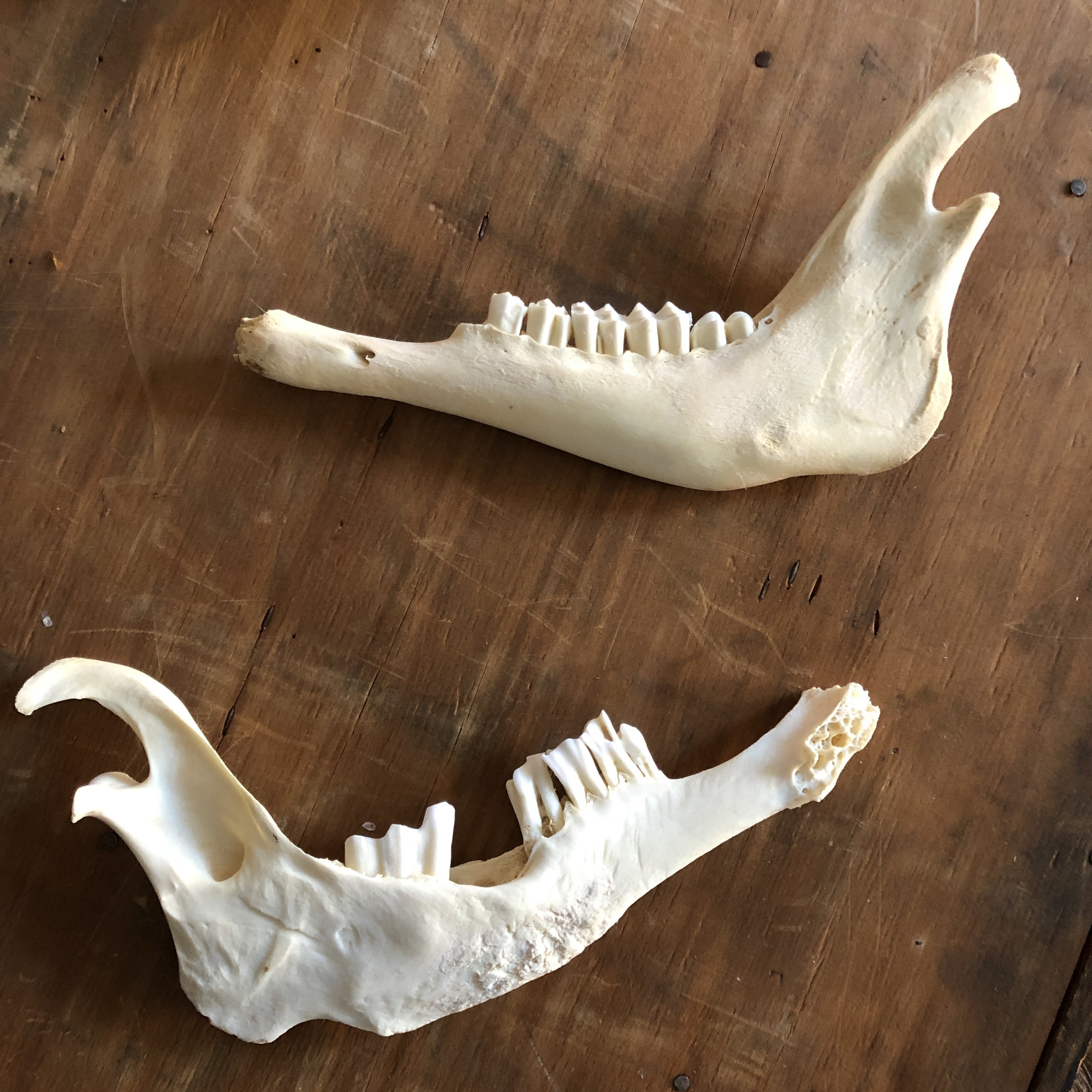 Oracle Natural Science — Oracle Natural Science