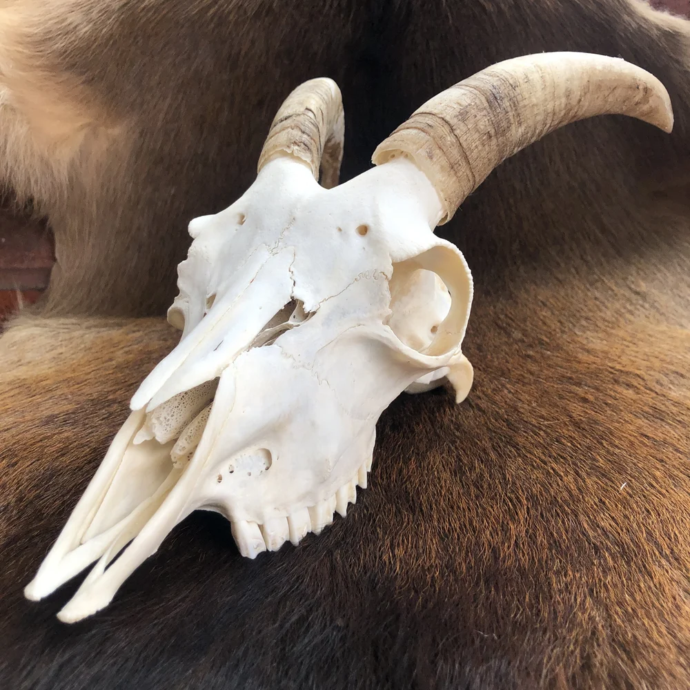 Goat Skull Profile