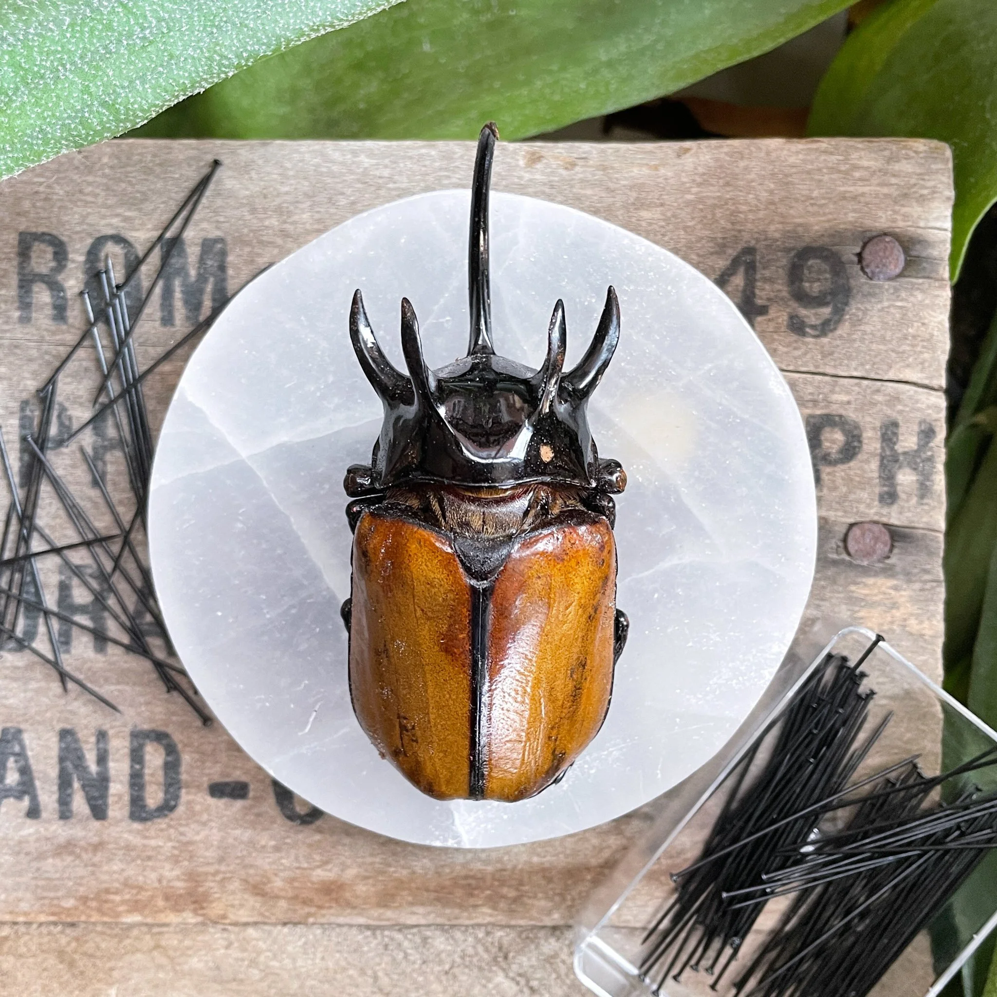 Bug Club — Oracle Natural Science