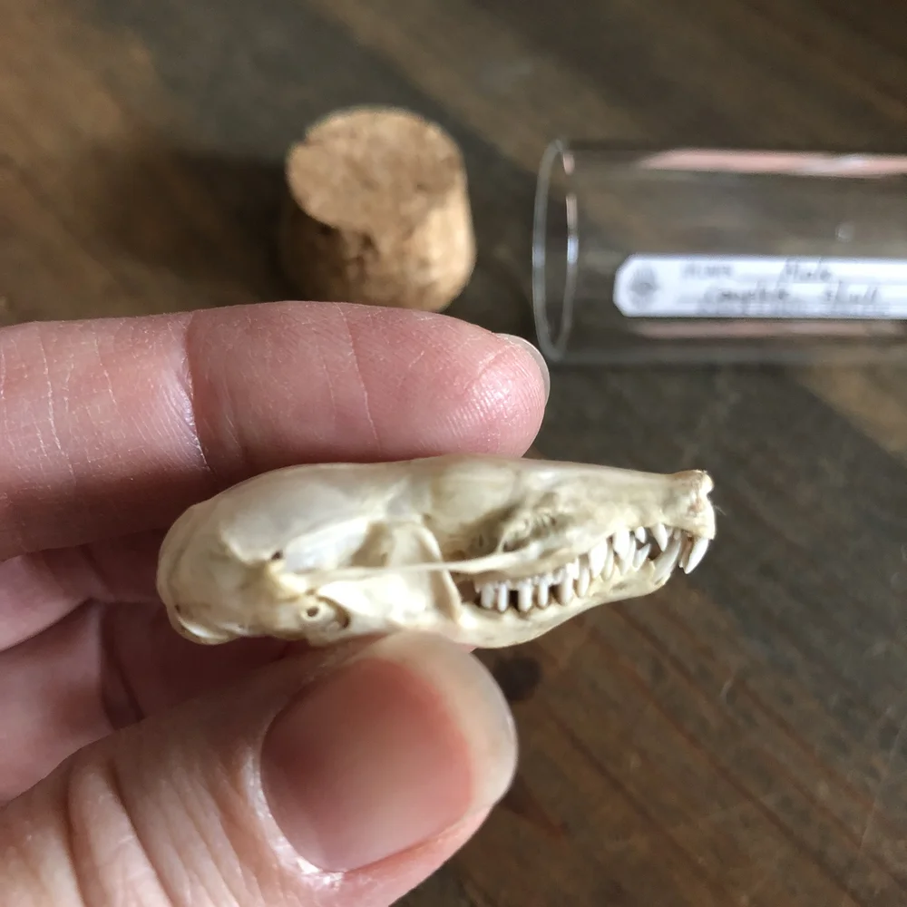 Mole Skull