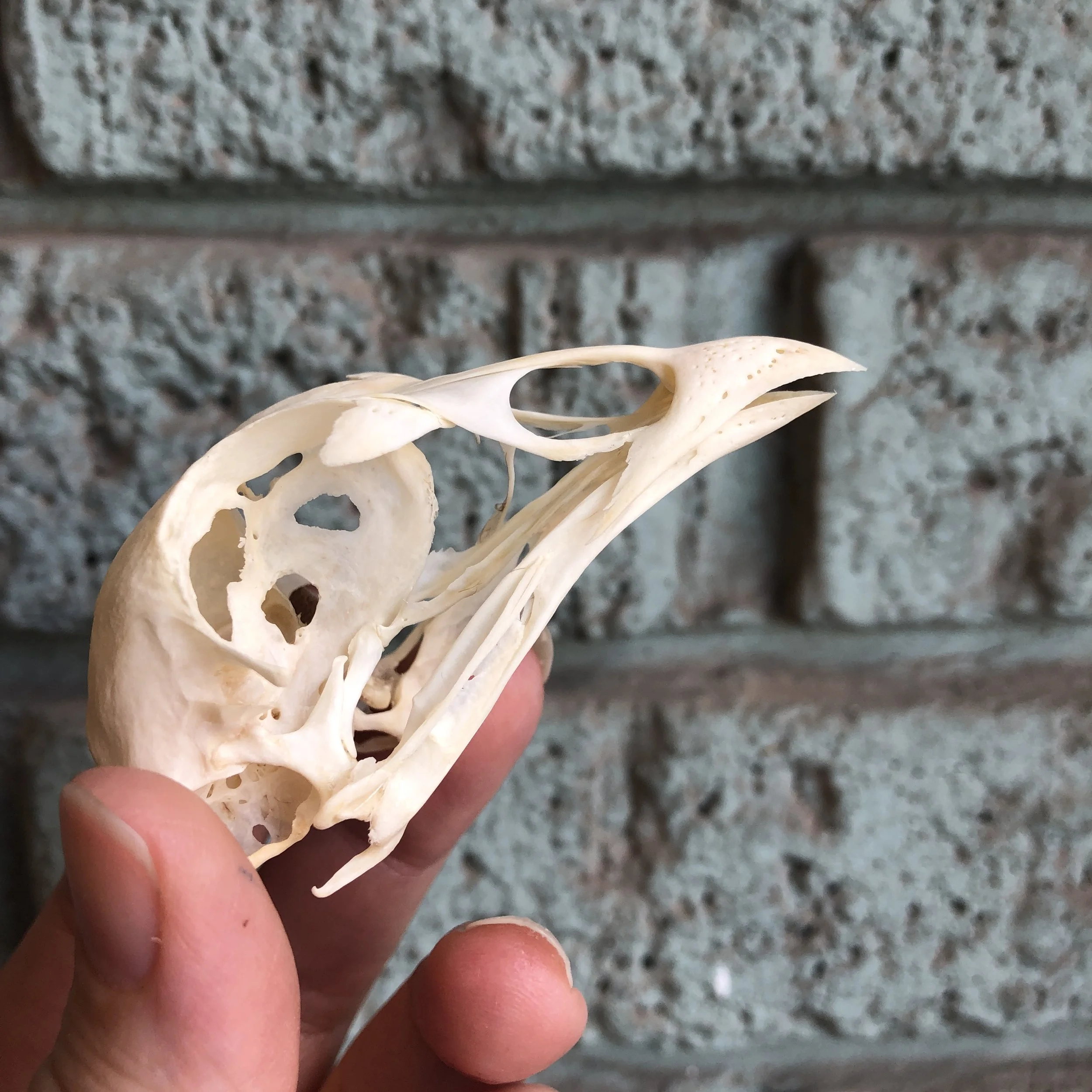 Chicken Skull — Oracle Natural Science