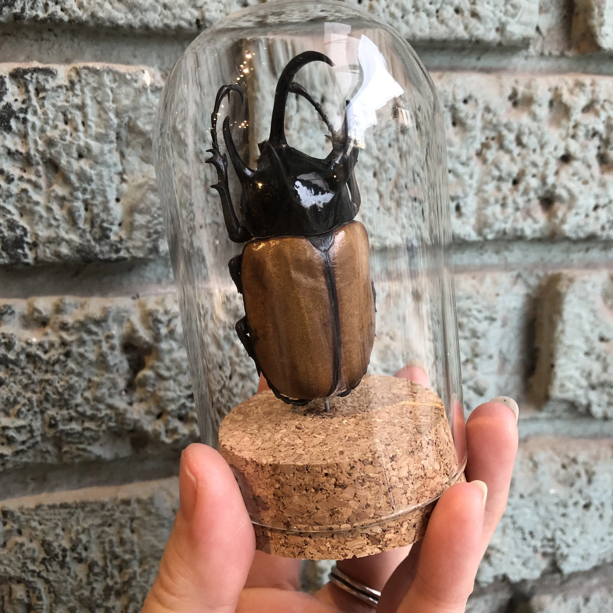 Bug Club — Oracle Natural Science