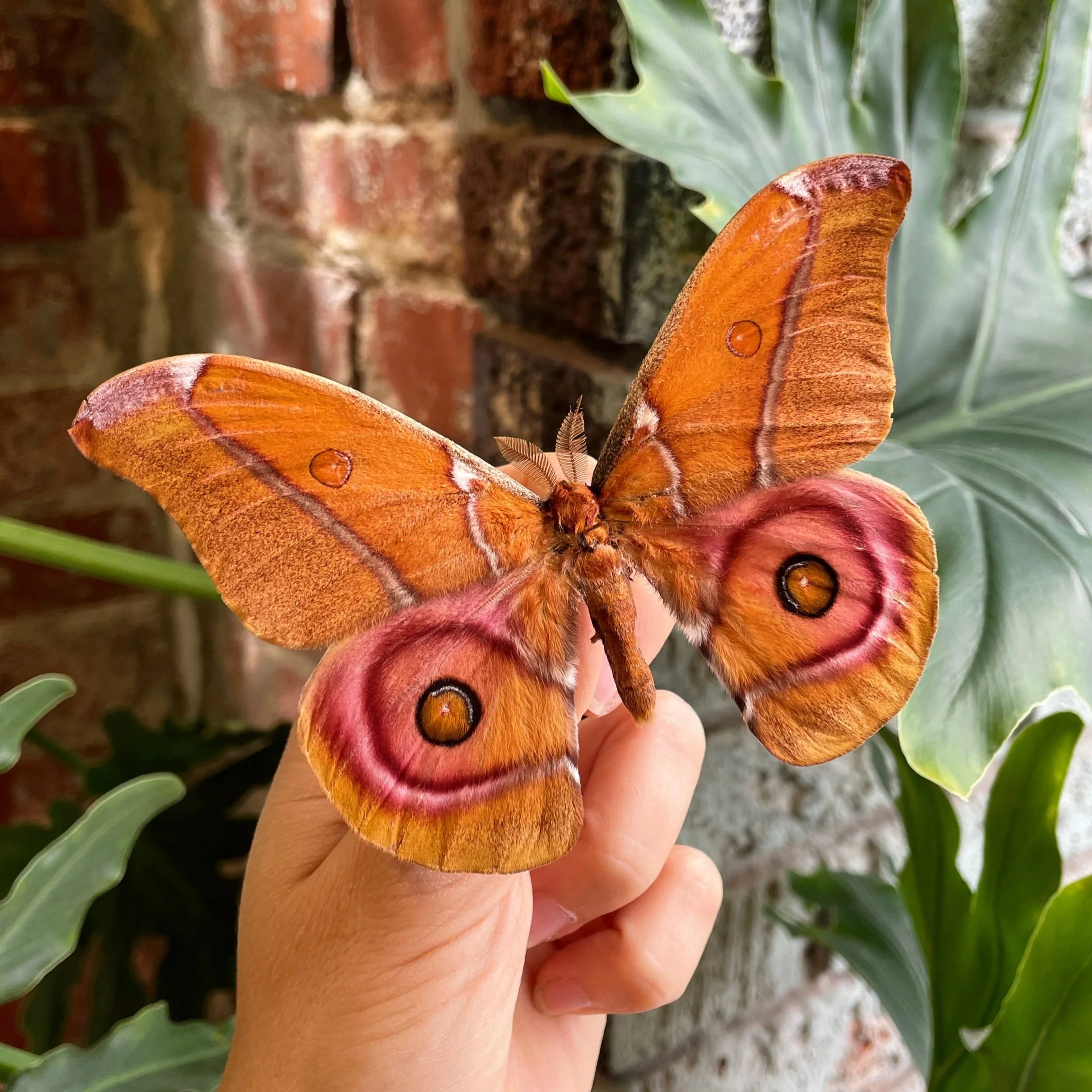 Bug Club — Oracle Natural Science