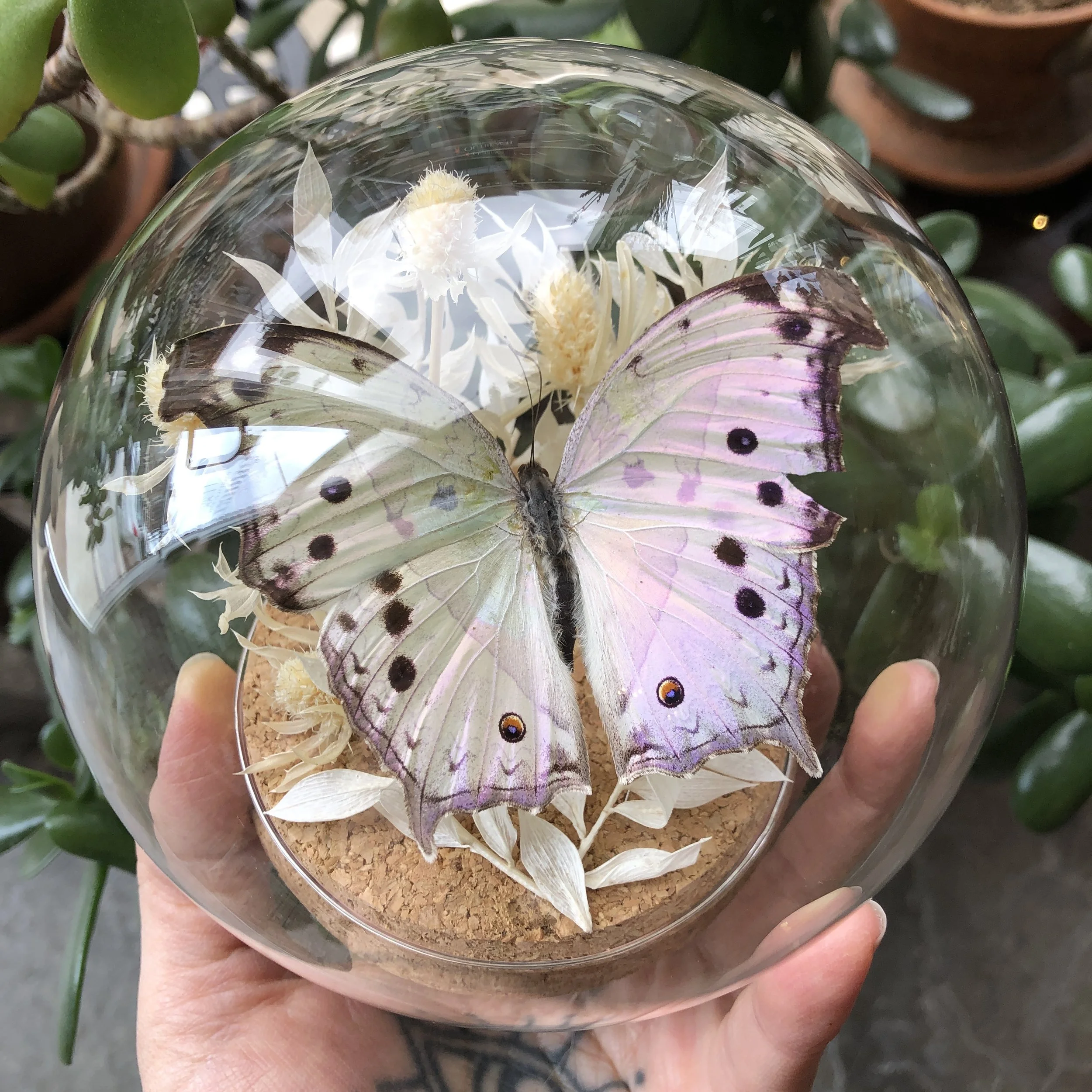 Bug Club — Oracle Natural Science