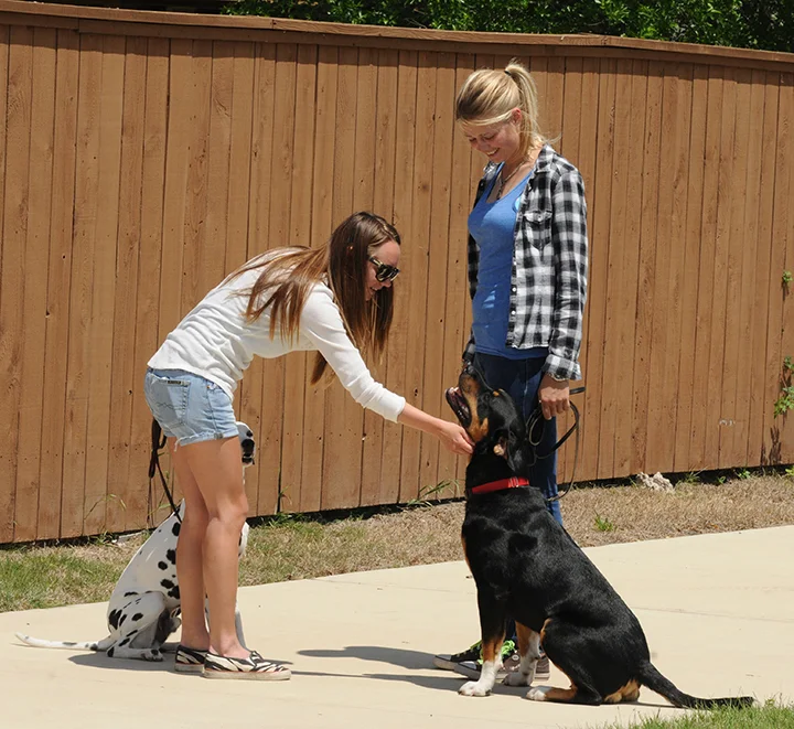 Austin Pet Dog Trainer — Austin Dog Training - Dogworx Academy