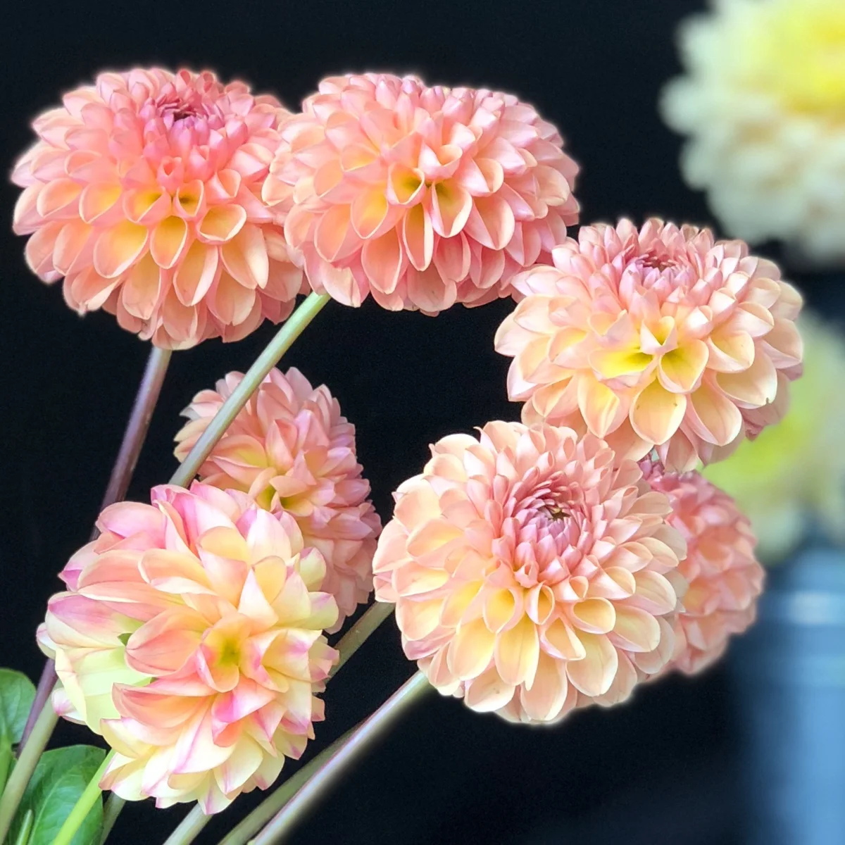 TUBER SHOP — GOLDENROD GARDENS