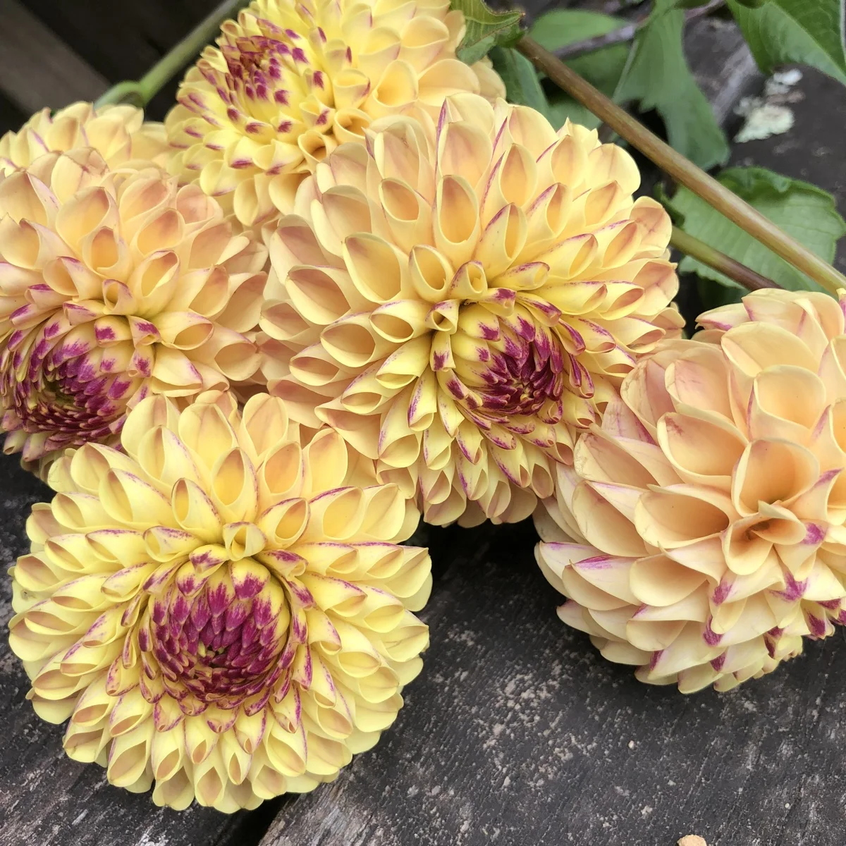 TUBER SHOP — GOLDENROD GARDENS