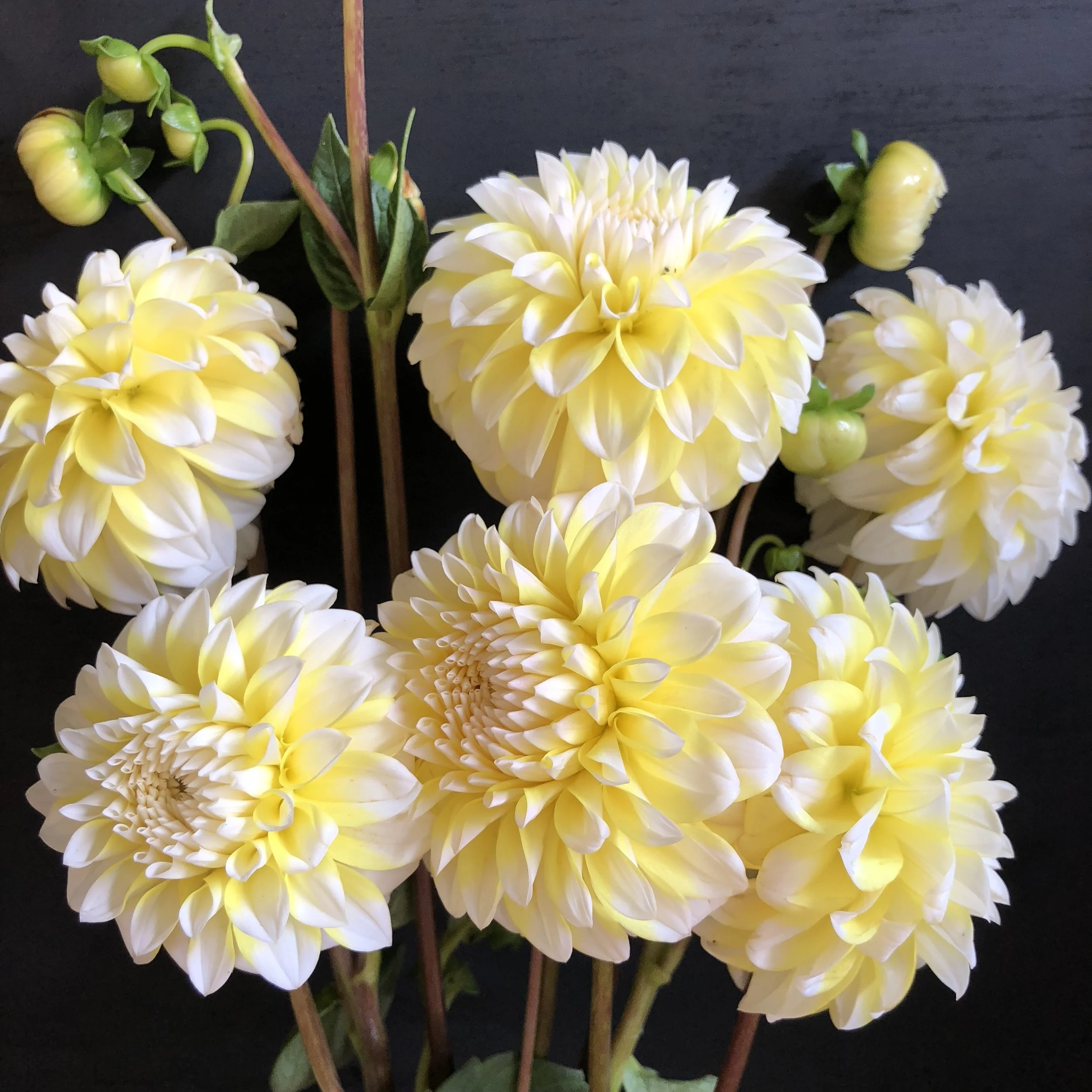 TUBER SHOP — GOLDENROD GARDENS