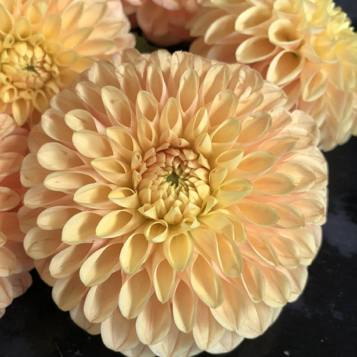 TUBER SHOP — GOLDENROD GARDENS