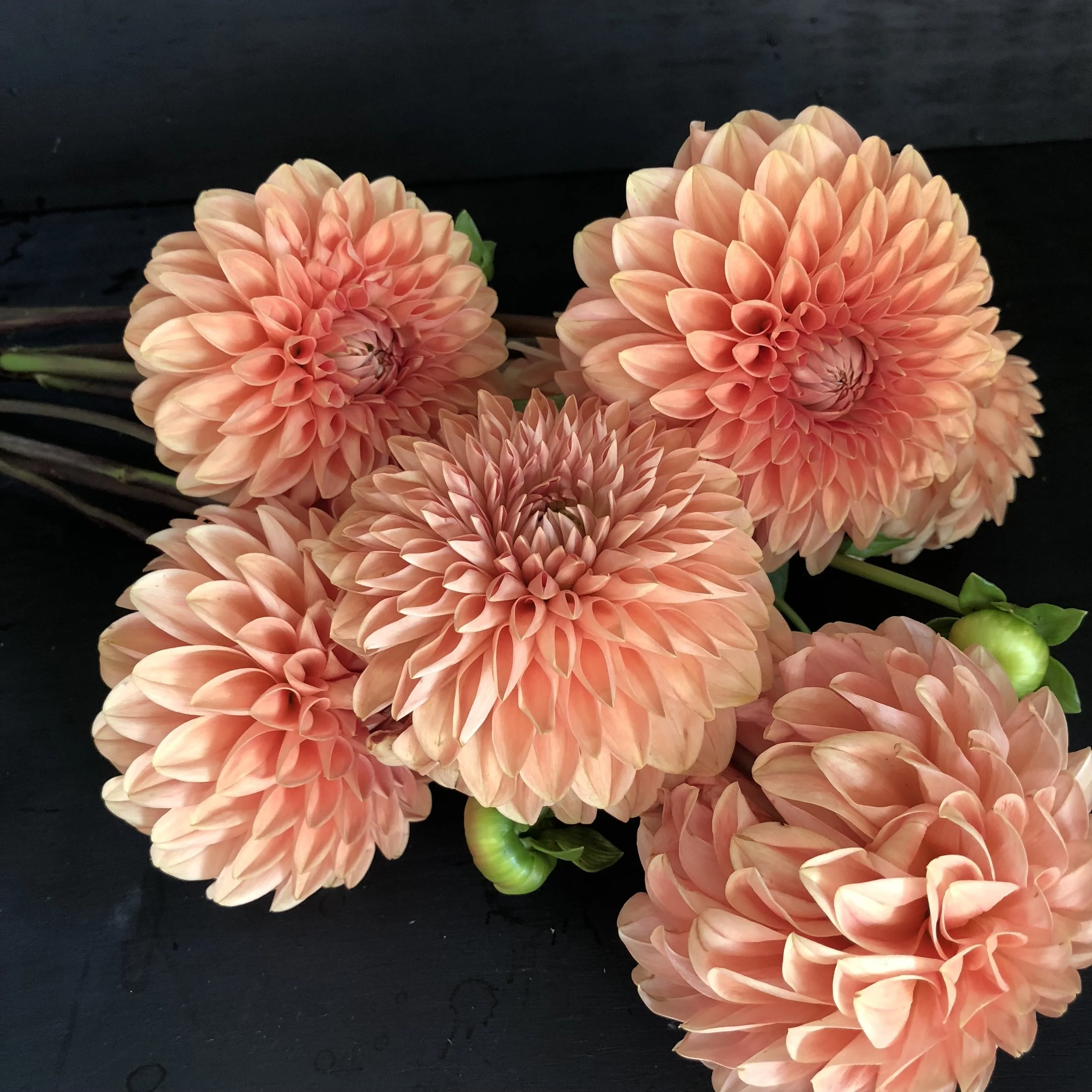 TUBER SHOP — GOLDENROD GARDENS