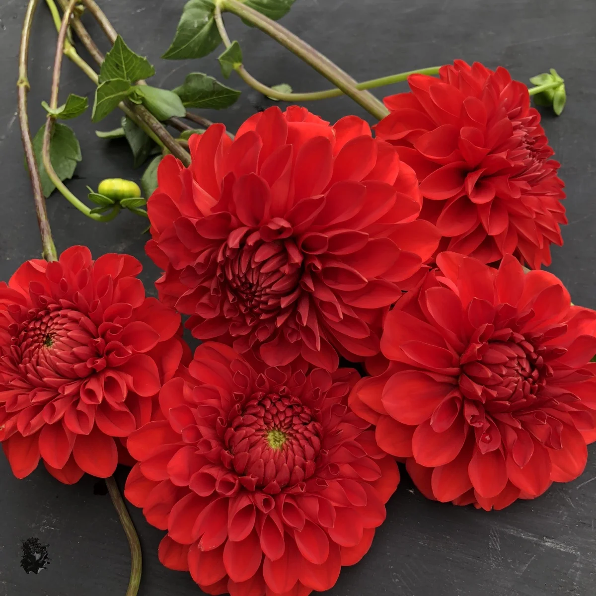 Dahlia Ferncliff Snowdrop — GOLDENROD GARDENS