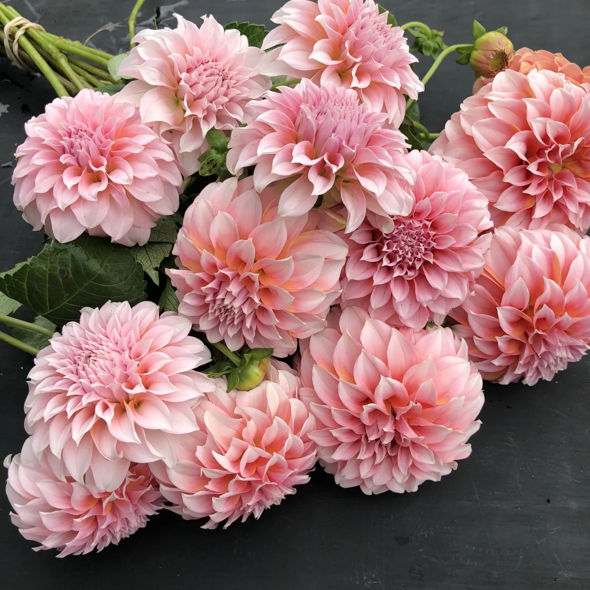 TUBER SHOP — GOLDENROD GARDENS