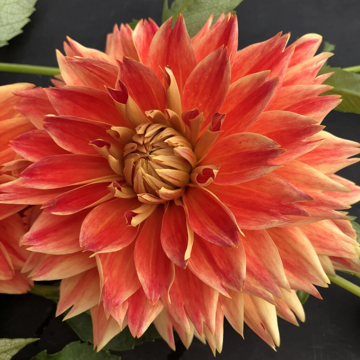 TUBER SHOP — GOLDENROD GARDENS