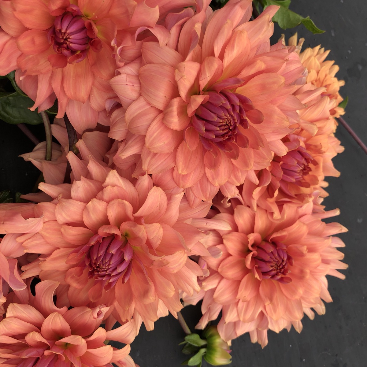 TUBER SHOP — GOLDENROD GARDENS