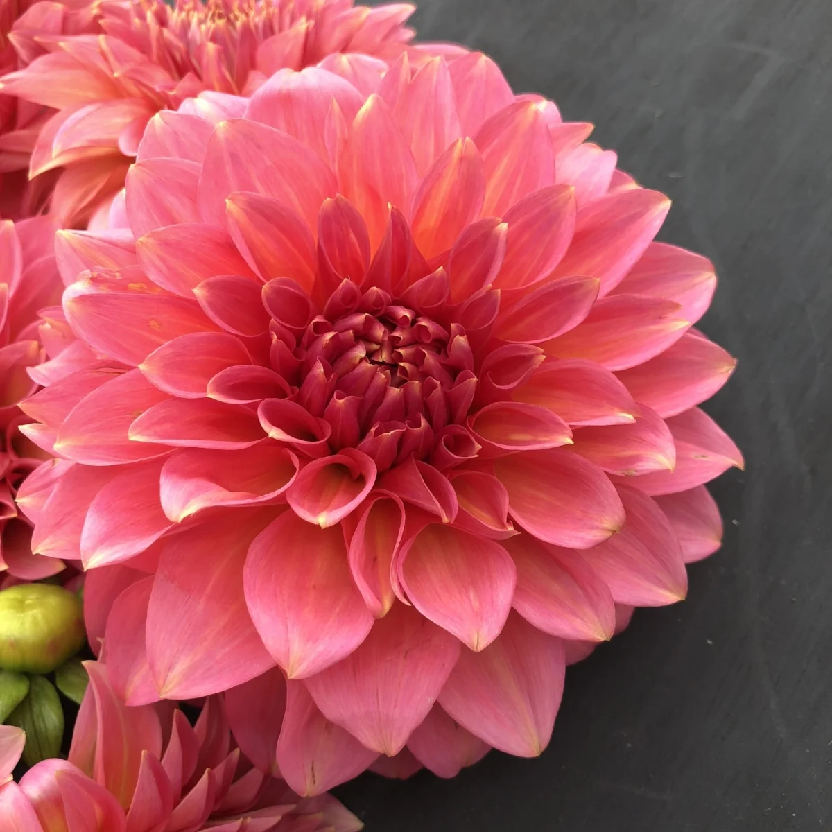TUBER SHOP — GOLDENROD GARDENS