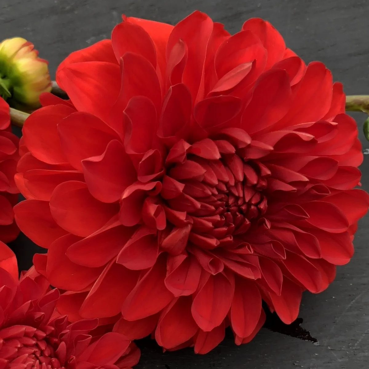 Dahlia Ferncliff Snowdrop — GOLDENROD GARDENS