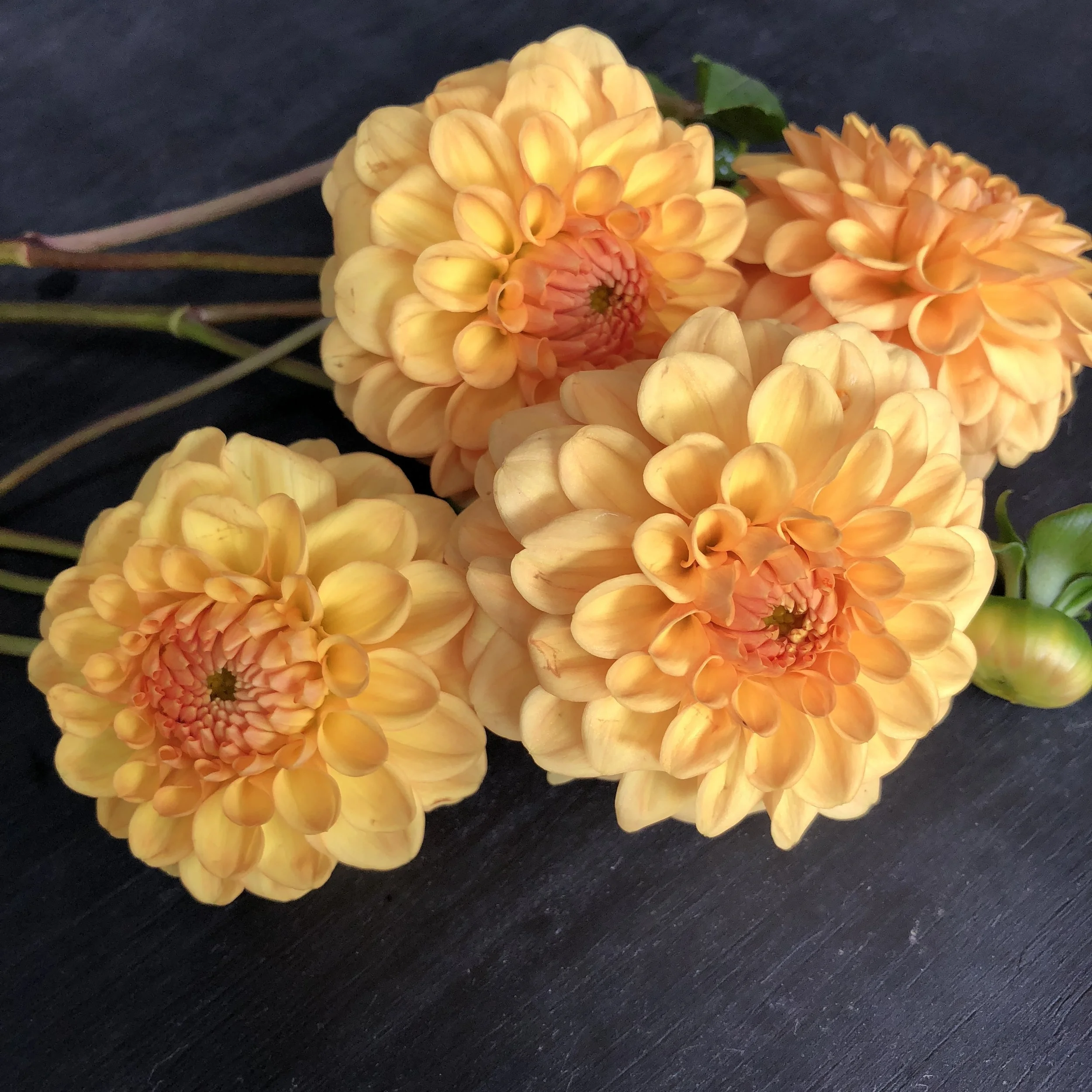 TUBER SHOP — GOLDENROD GARDENS